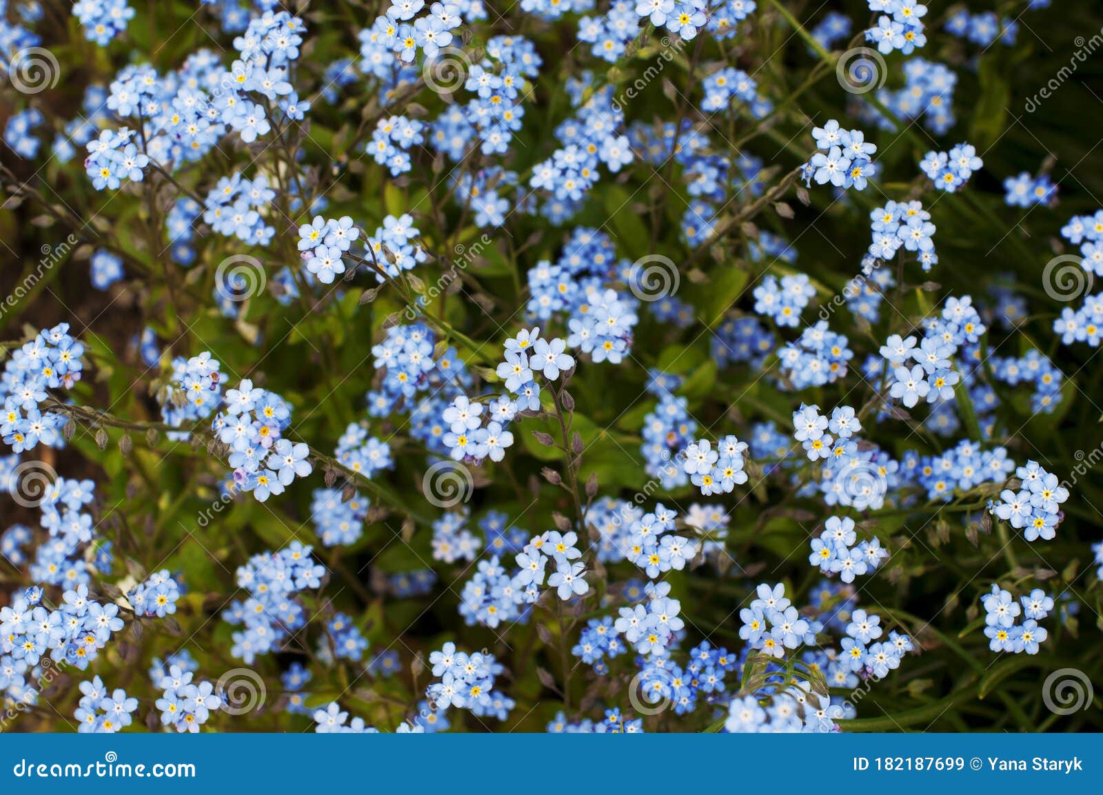 Blue small flowers stock image. Image of plant, floral - 182187699