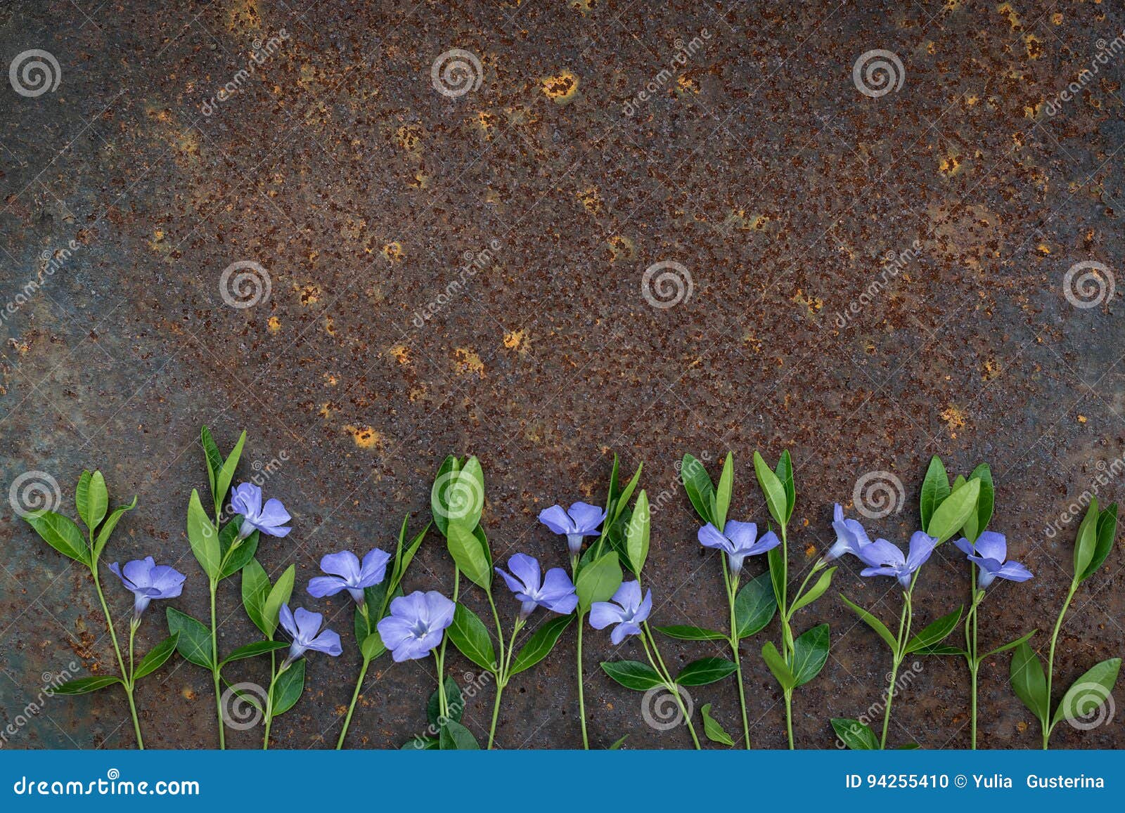 Blue Small Flowers on a Rusty Surface. Texture of Rust Stock Photo ...