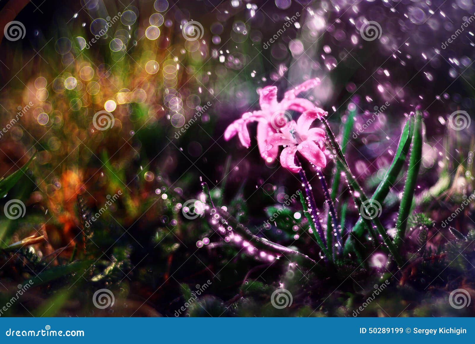Blue Small Flowers Snowdrops, Spring Landscape Stock Image - Image of ...