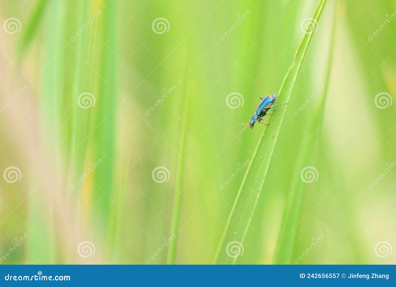 Leaf beetle stock image. Image of leaf, beetle, chrysomelidae - 242656557