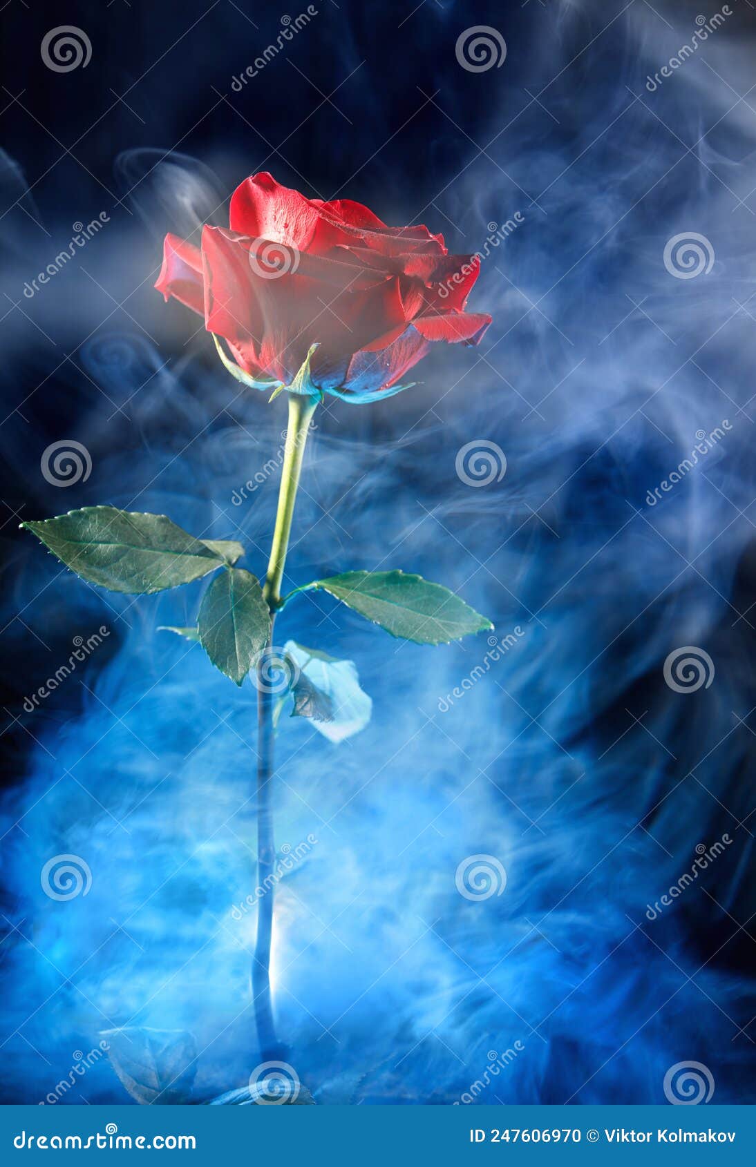 Blue Smoke Around a Big Red Rose Stock Photo - Image of rose, lovely ...