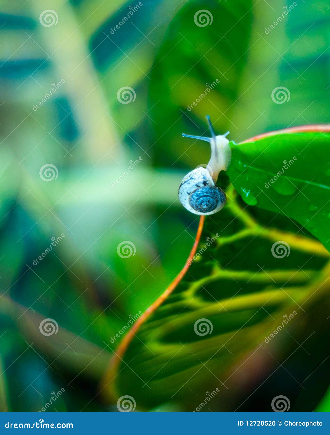 Blue Snail One stock photo. Image of drops, water, blur - 12720520