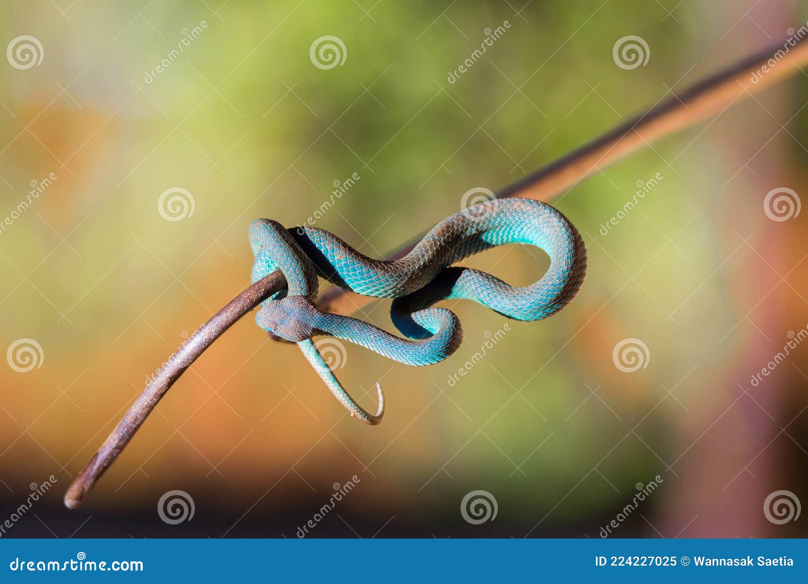 Blue snake on a branch stock image. Image of green, nature - 224227025