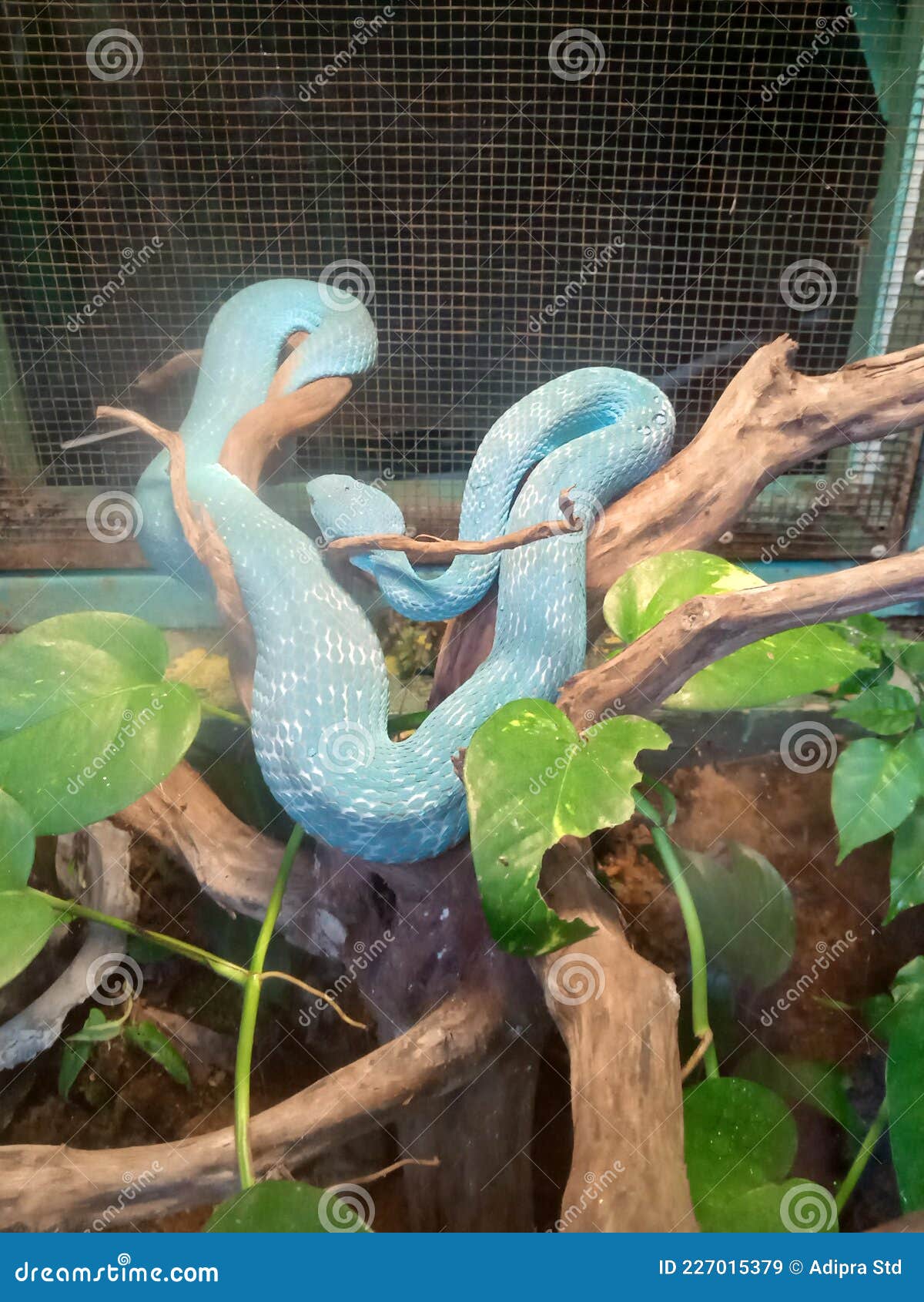 Blue Snake on a Log in a Cage Stock Image - Image of poison, attack ...