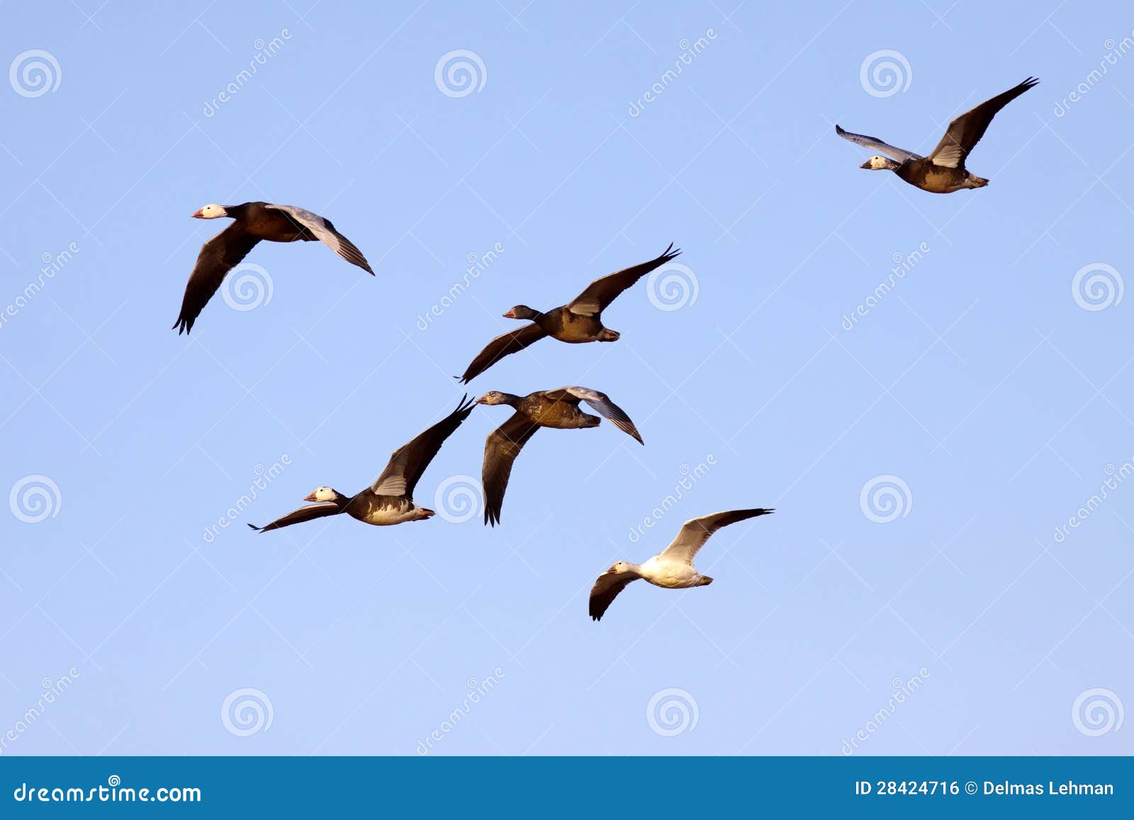 Blue Snow Geese stock photo. Image of nature, migratory - 28424716