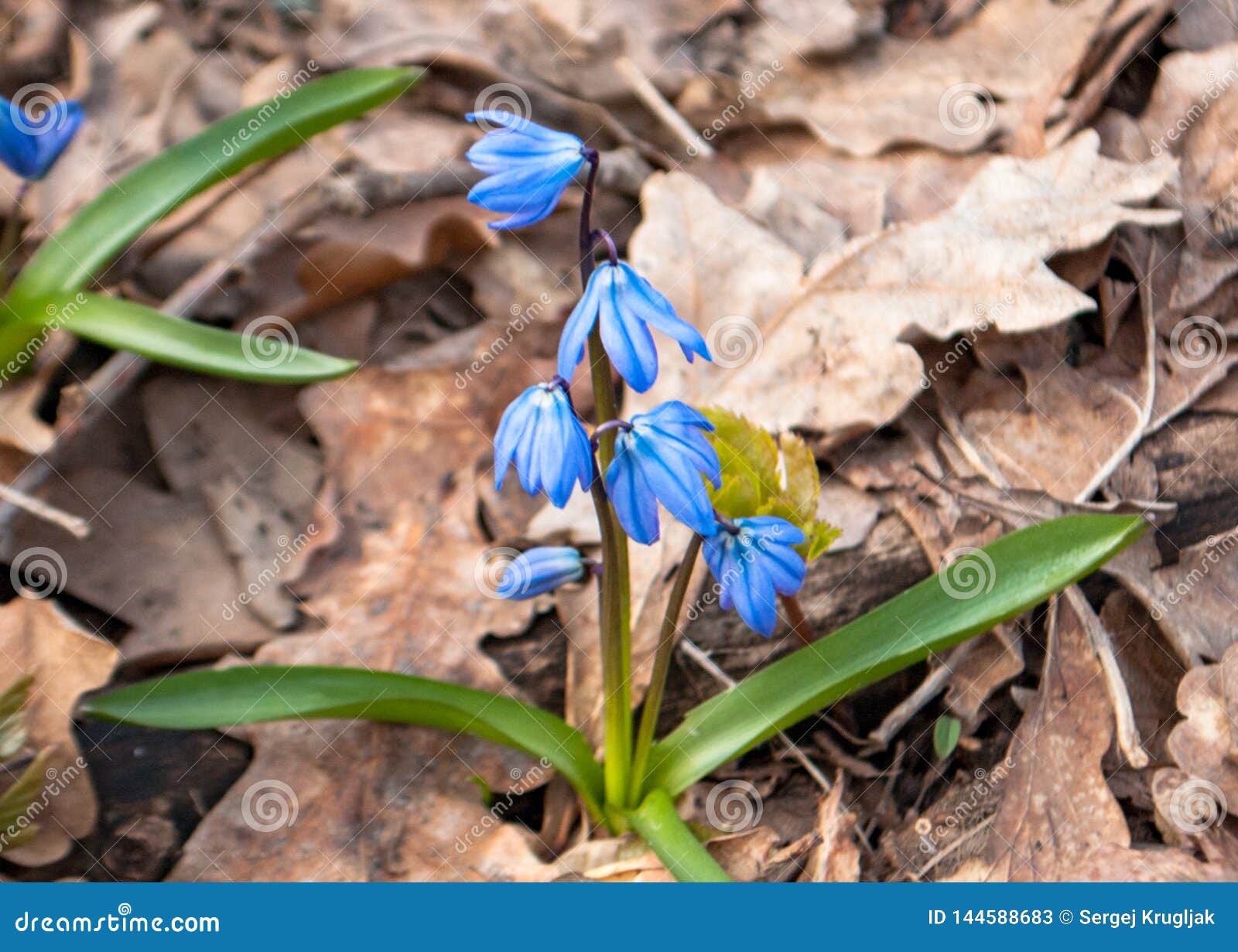 Blue Snowdrop Flower on the Forest Floor Stock Image - Image of color ...