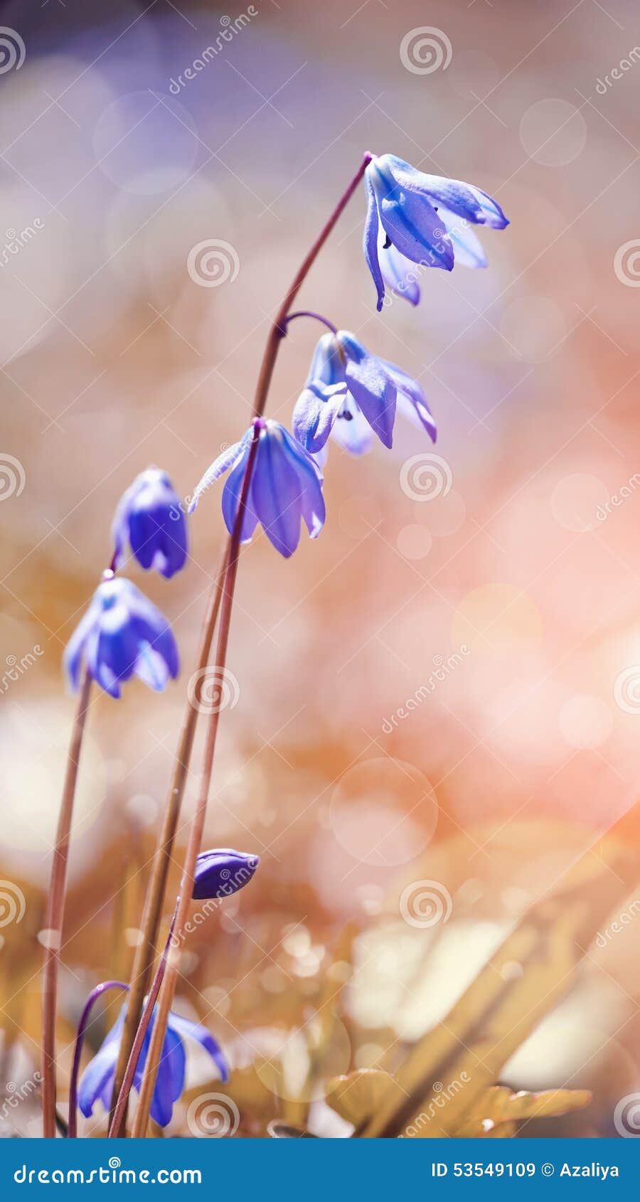 Blue snowdrop stock image. Image of bloom, bouquet, flower - 53549109