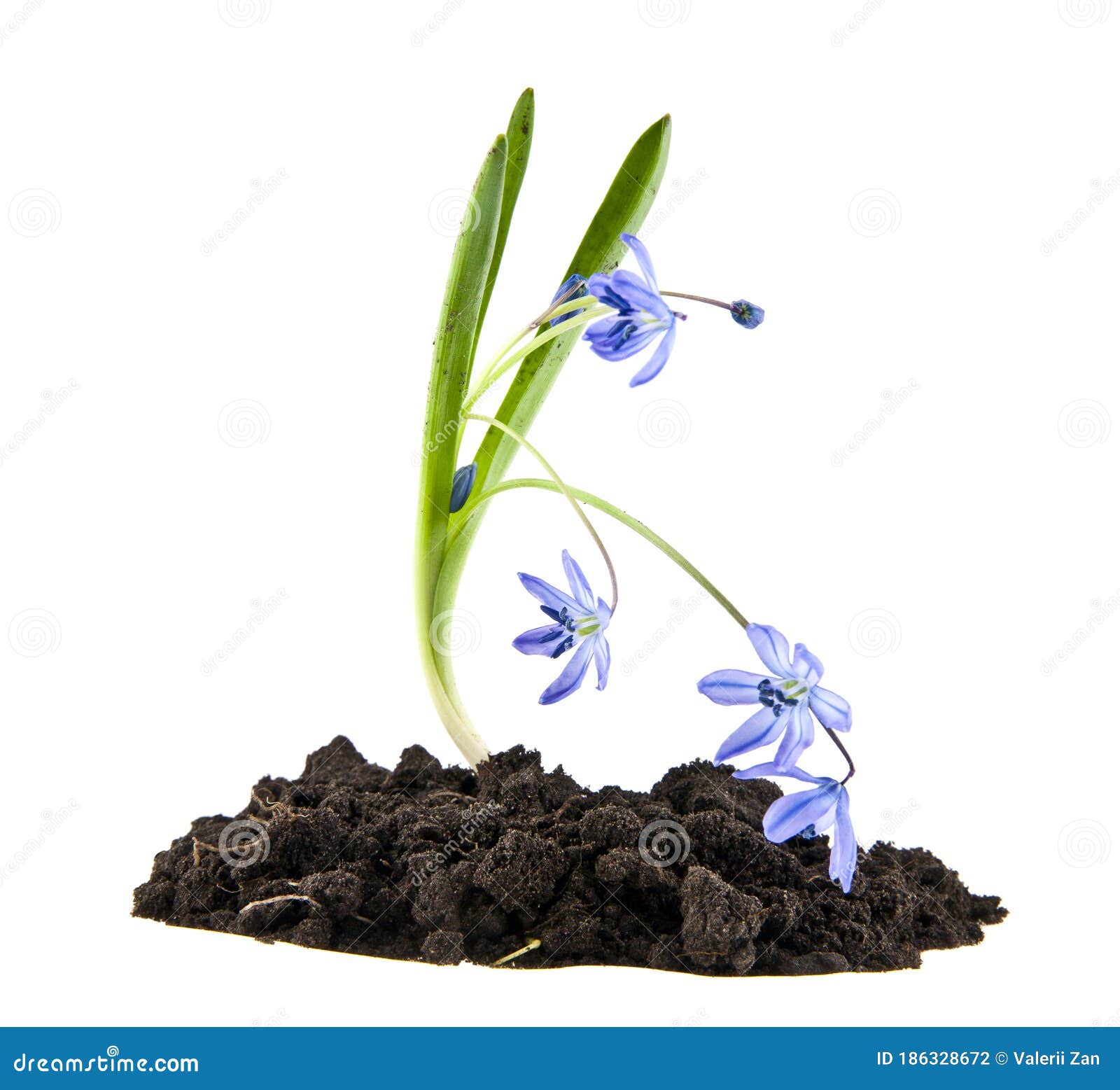 Blue Snowdrop Isolated on White Background Stock Photo - Image of ...