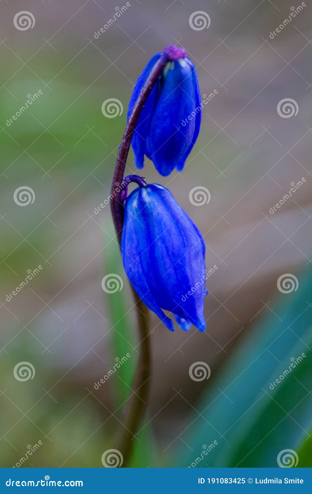Blue snowdrop on a meadow stock image. Image of leaf - 191083425