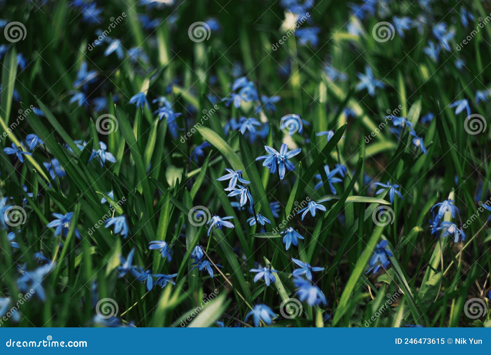 Blue snowdrop stock image. Image of nature, grass, flower - 246473615