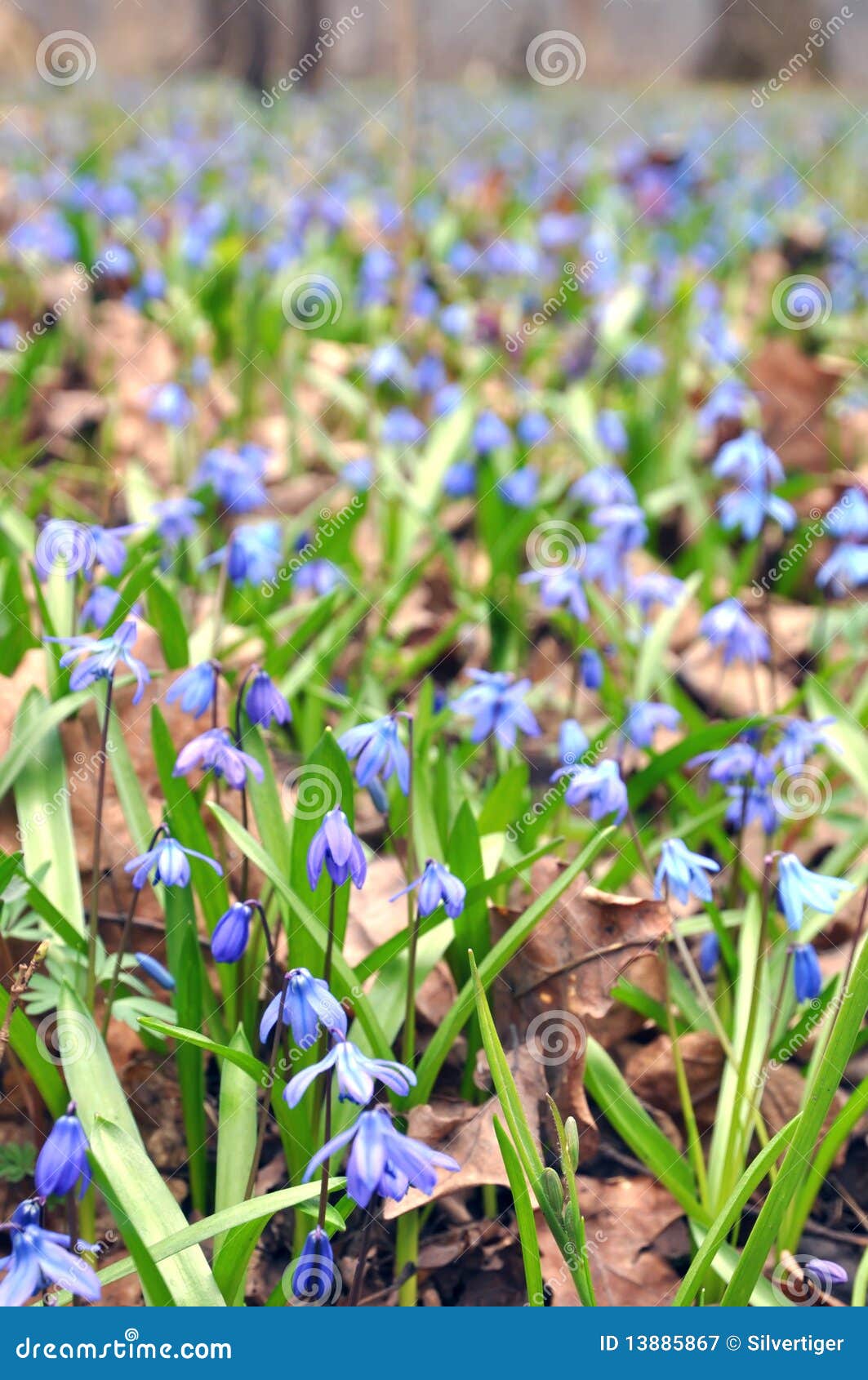 Blue snowdrops stock image. Image of clearing, nature - 13885867