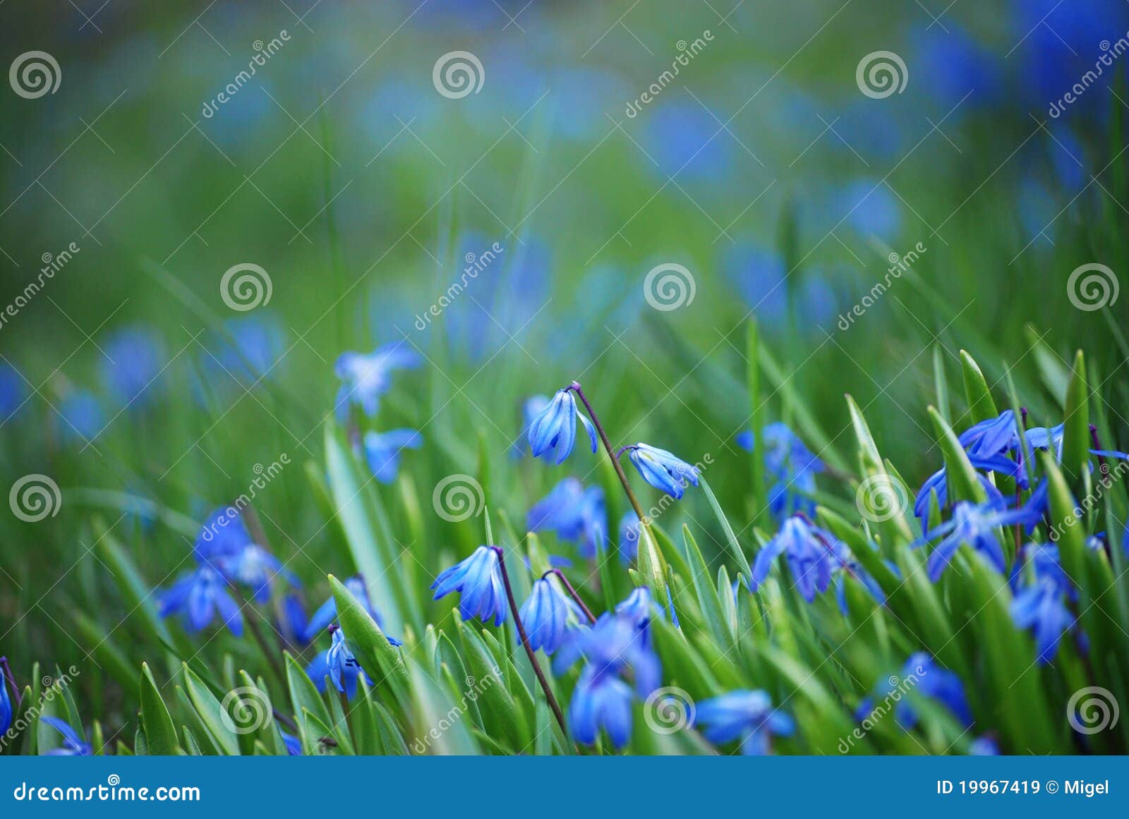 Blue snowdrops stock image. Image of snowdrop, seasonal - 19967419