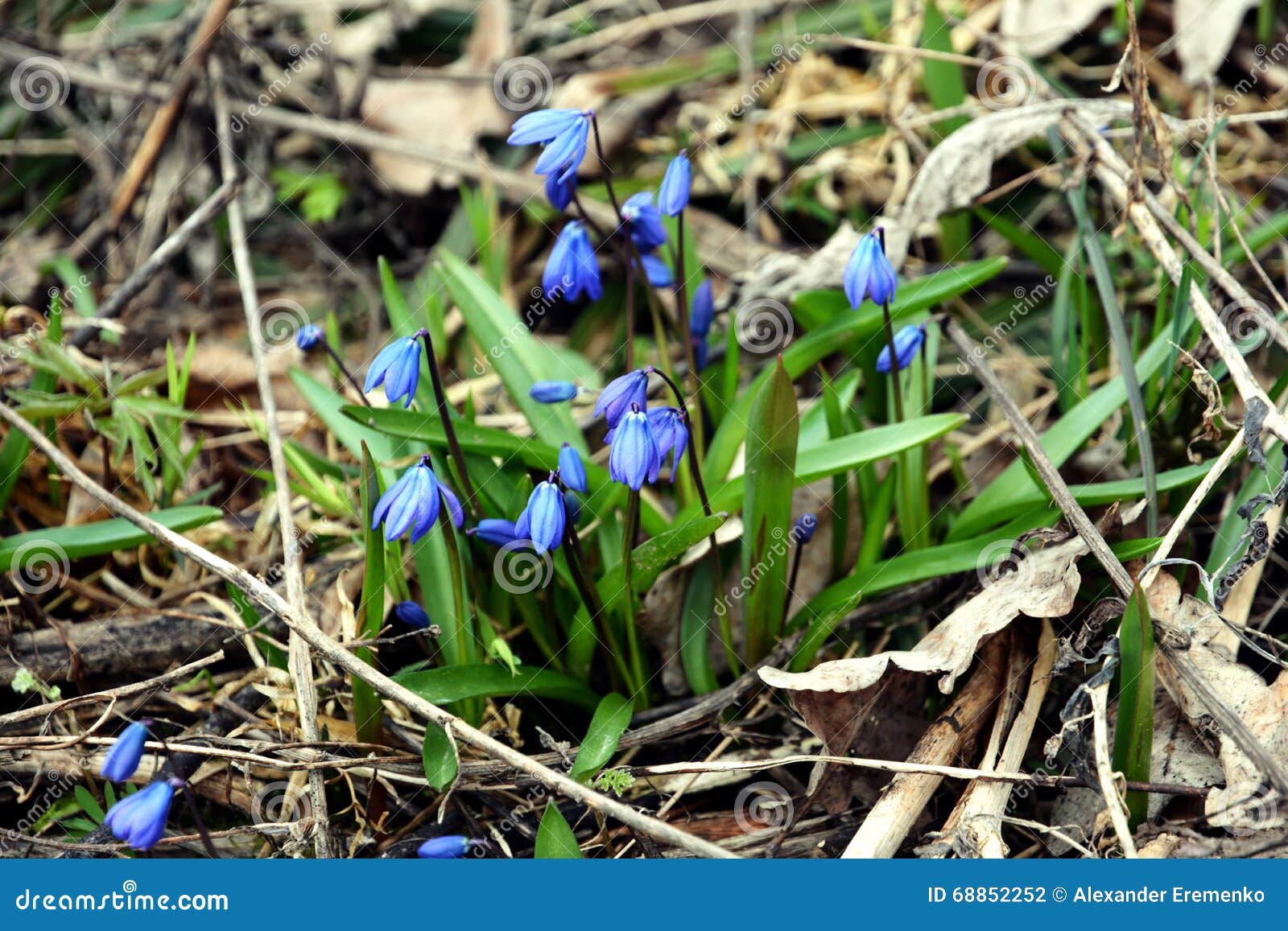 Blue snowdrops stock photo. Image of growing, awakening - 68852252