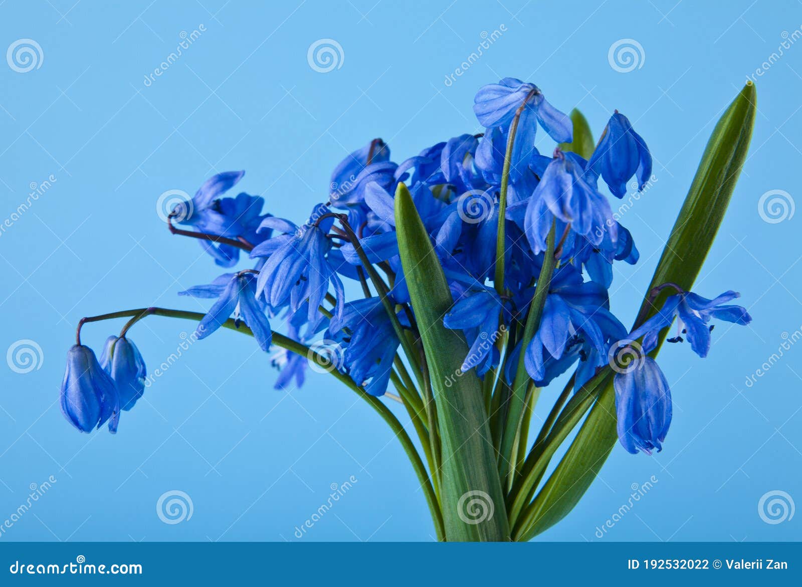 Blue Snowdrops on a Blue Background Stock Photo - Image of blue, white ...