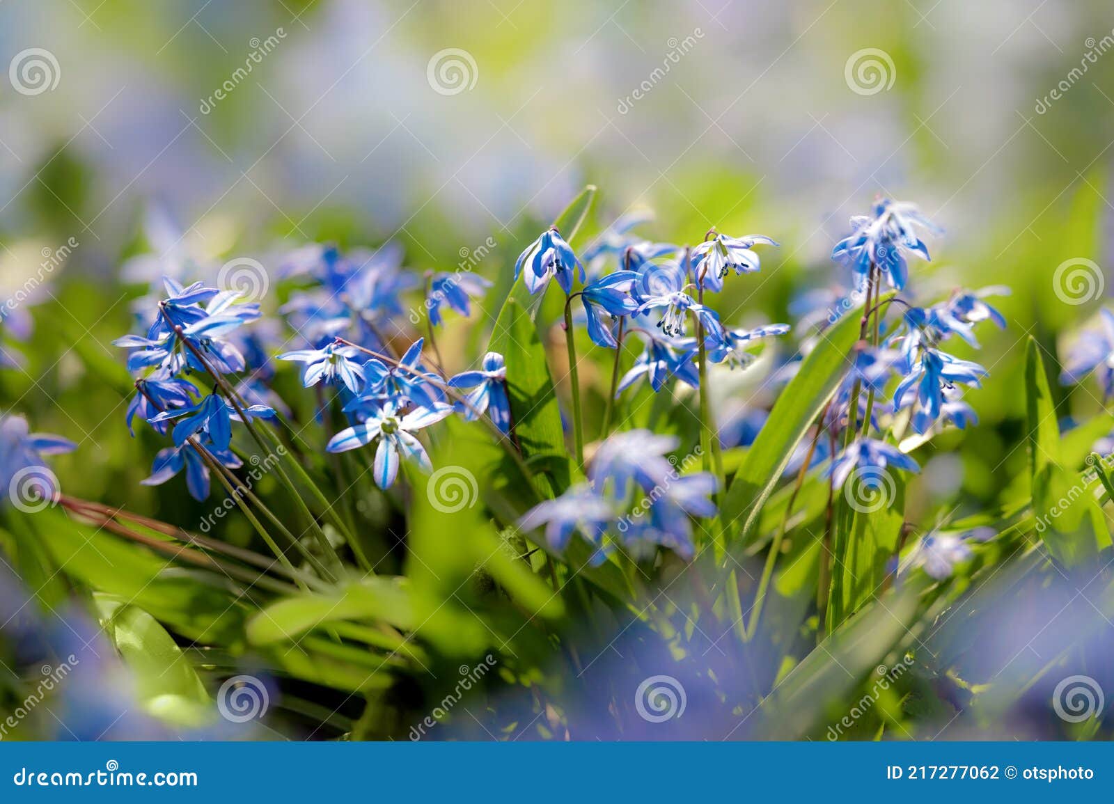 Blue Snowdrops Flowers Close Up Outdoors in Sunlight Stock Photo ... Blue Snowdrops Flowers Close Up Outdoors in Sunlight Stock Photo ...