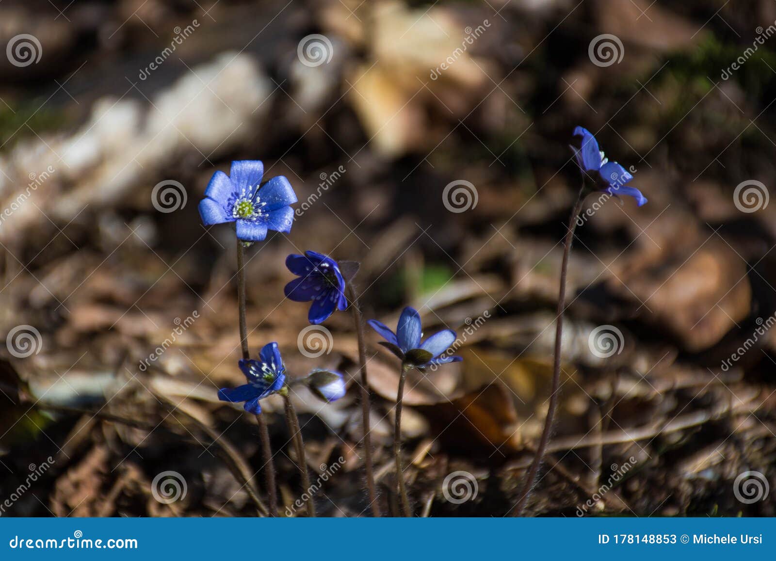 Blue Snowdrops in the Forest Stock Image - Image of garden, bright ...