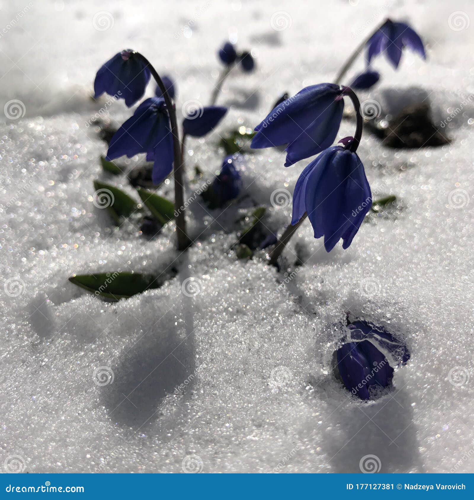 Blue Snowdrops Grew in Spring from Under the Snow. Stock Image - Image ...