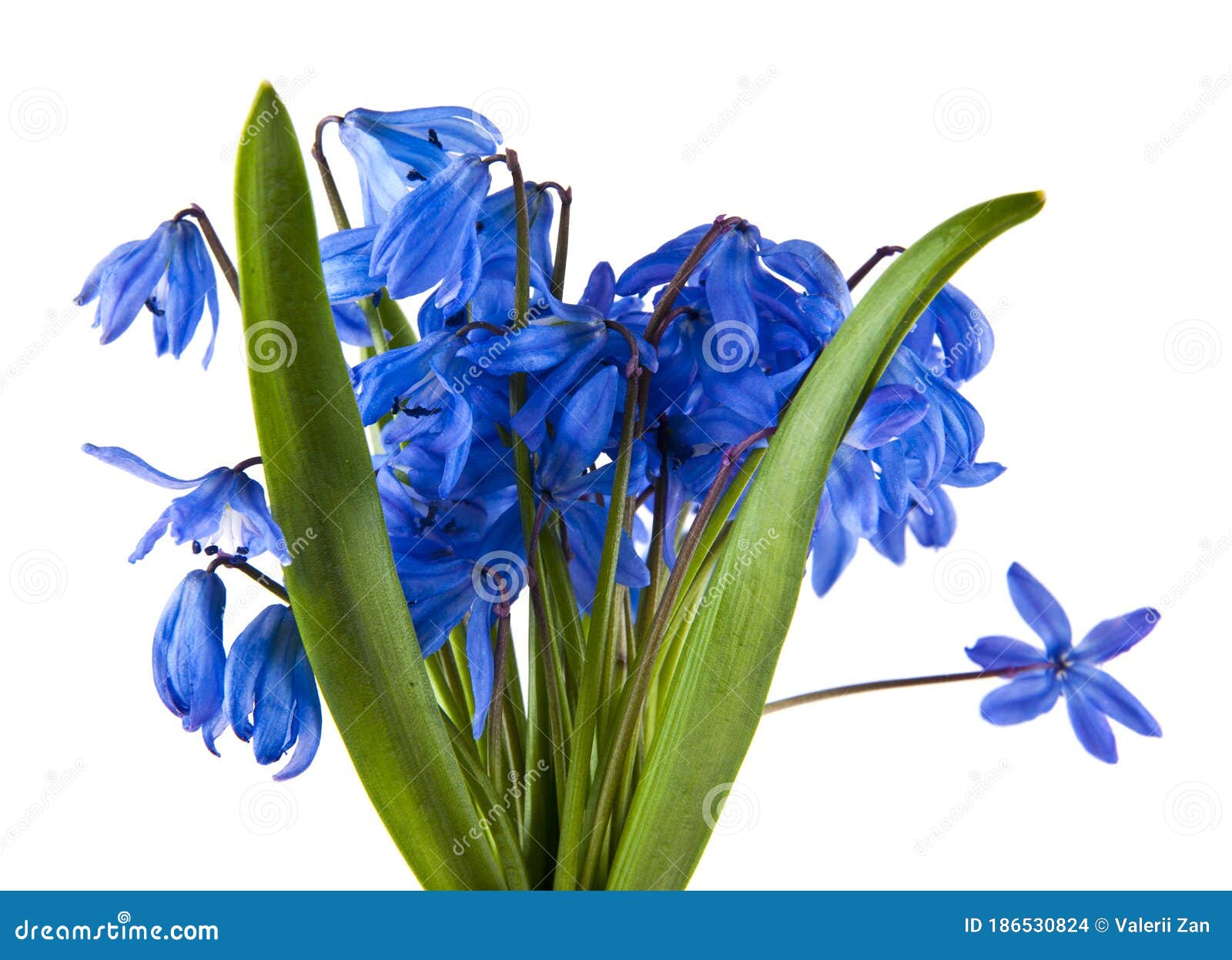 Blue Snowdrops Isolated on White Background Stock Photo - Image of ...