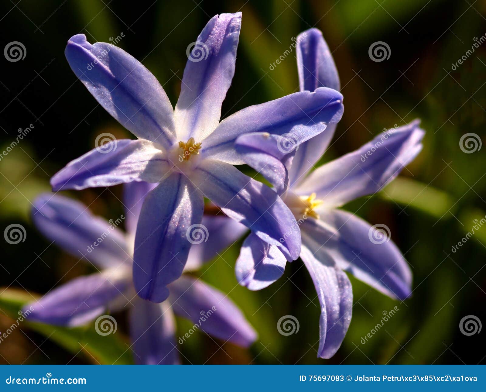 Blue Snowdrops in the Spring Stock Image - Image of blossoming, botany ...