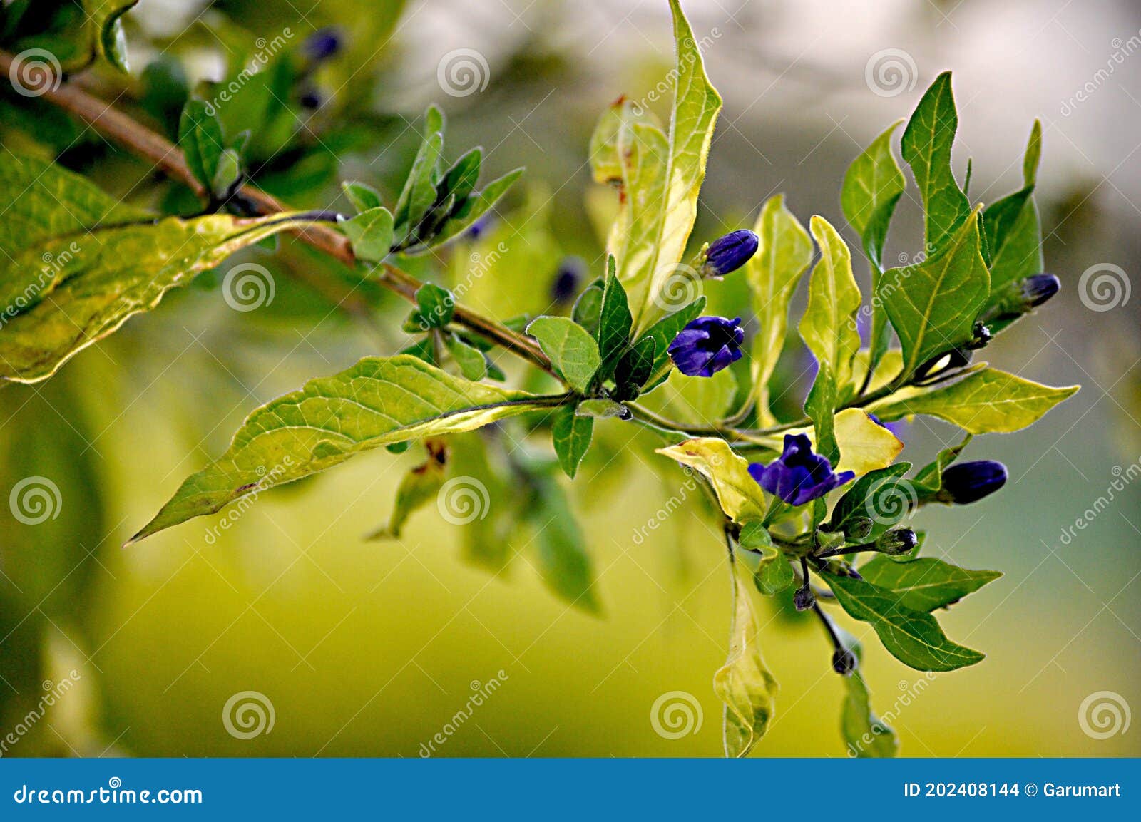 Blue Solanum Flowers on Branch Stock Photo - Image of season, plant ...