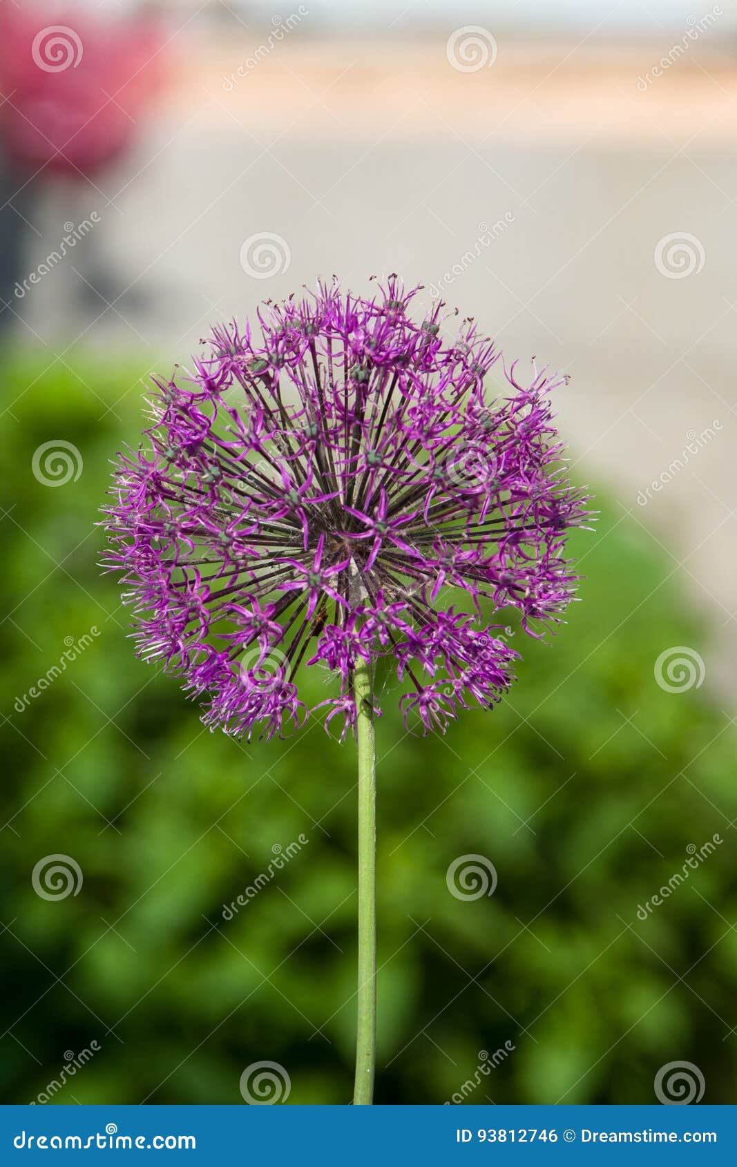 Blue sphere flower stock photo. Image of pink, natural - 93812746