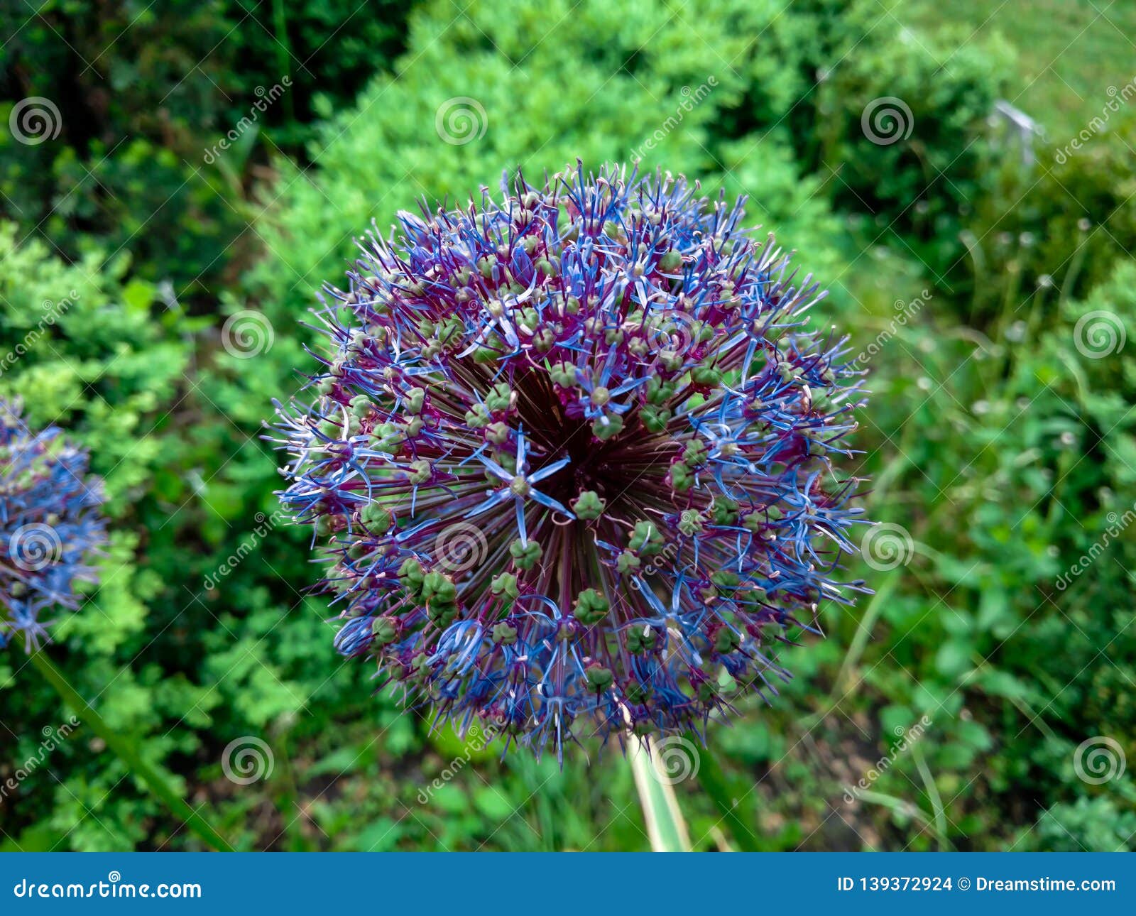 Blue spherical flower stock photo. Image of purple, background - 139372924