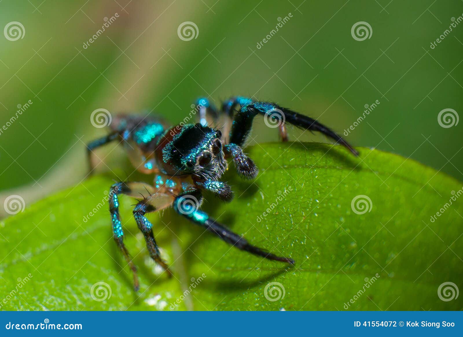 Blue spider stock photo. Image of leaf, body, details - 41554072