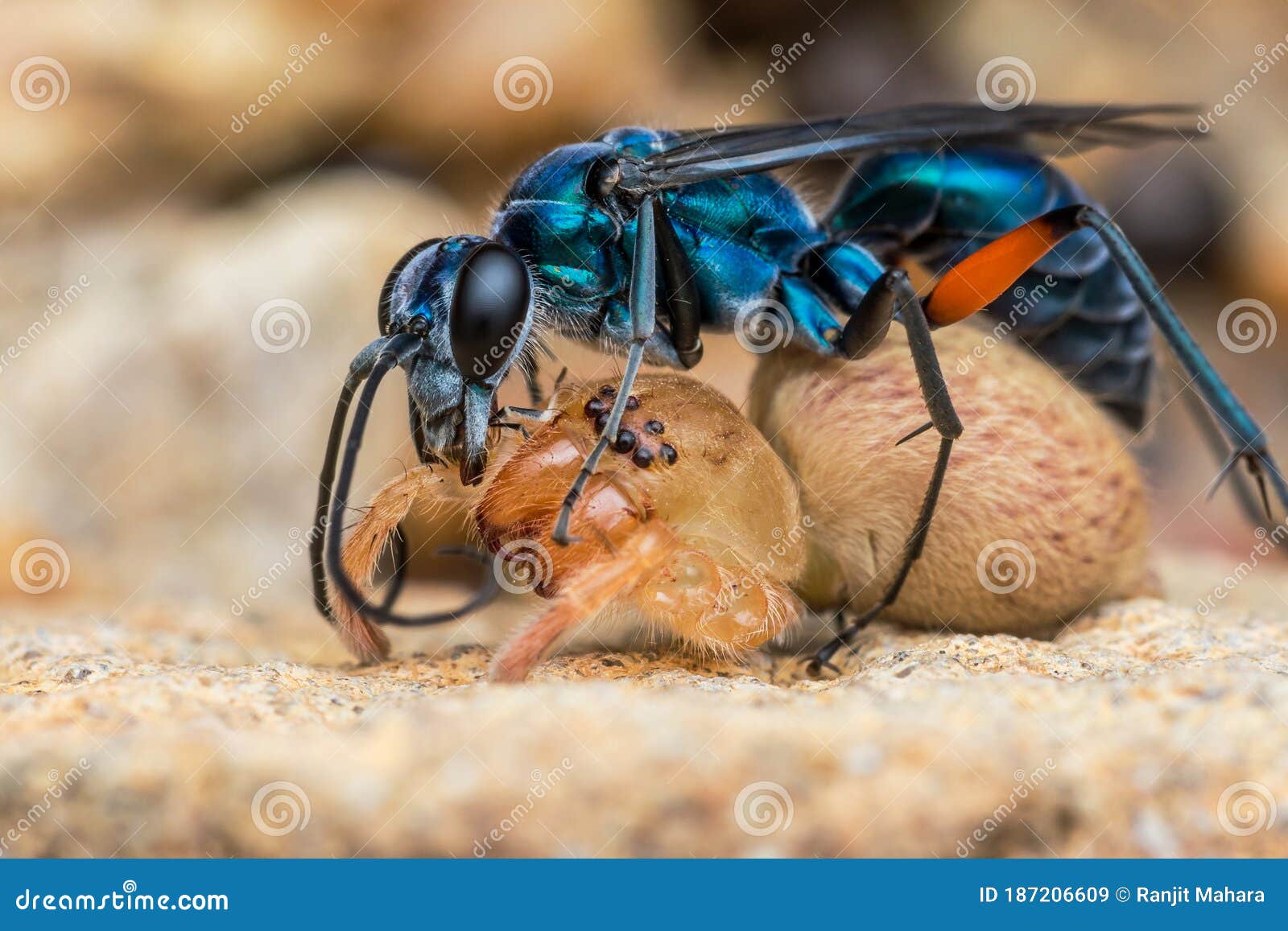 Blue Spider Wasp Kill a Huntsman Spider. Stock Image - Image of ...