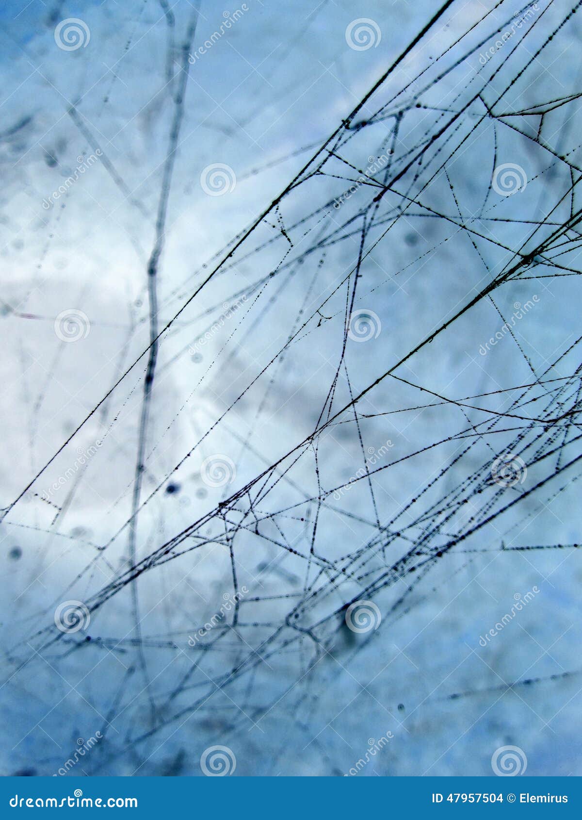 Blue spider web stock photo. Image of beetle, superhero - 47957504