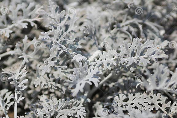 Blue spikemoss stock image. Image of fresh, biology, closeup - 97294805