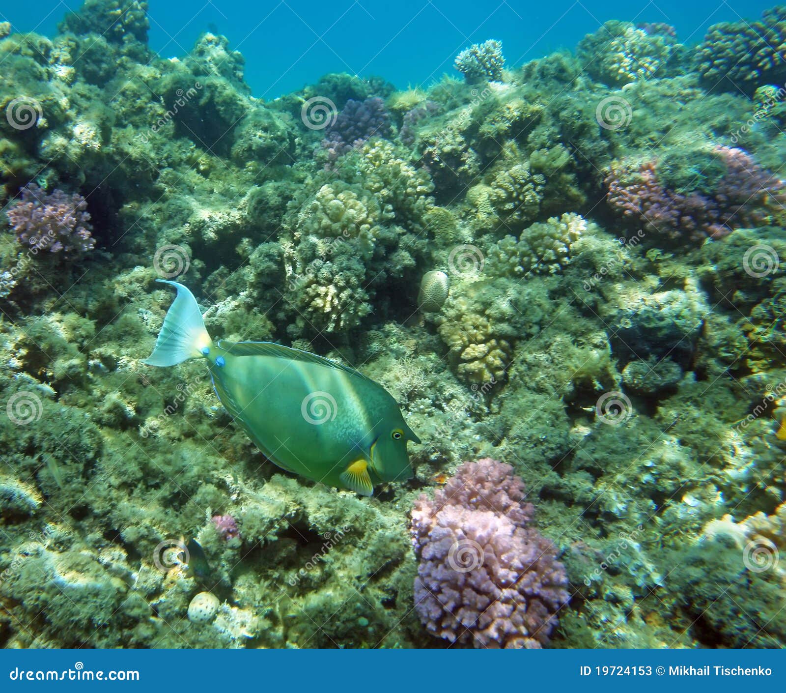 Blue-spine unicorn fish stock image. Image of naso, scuba - 19724153