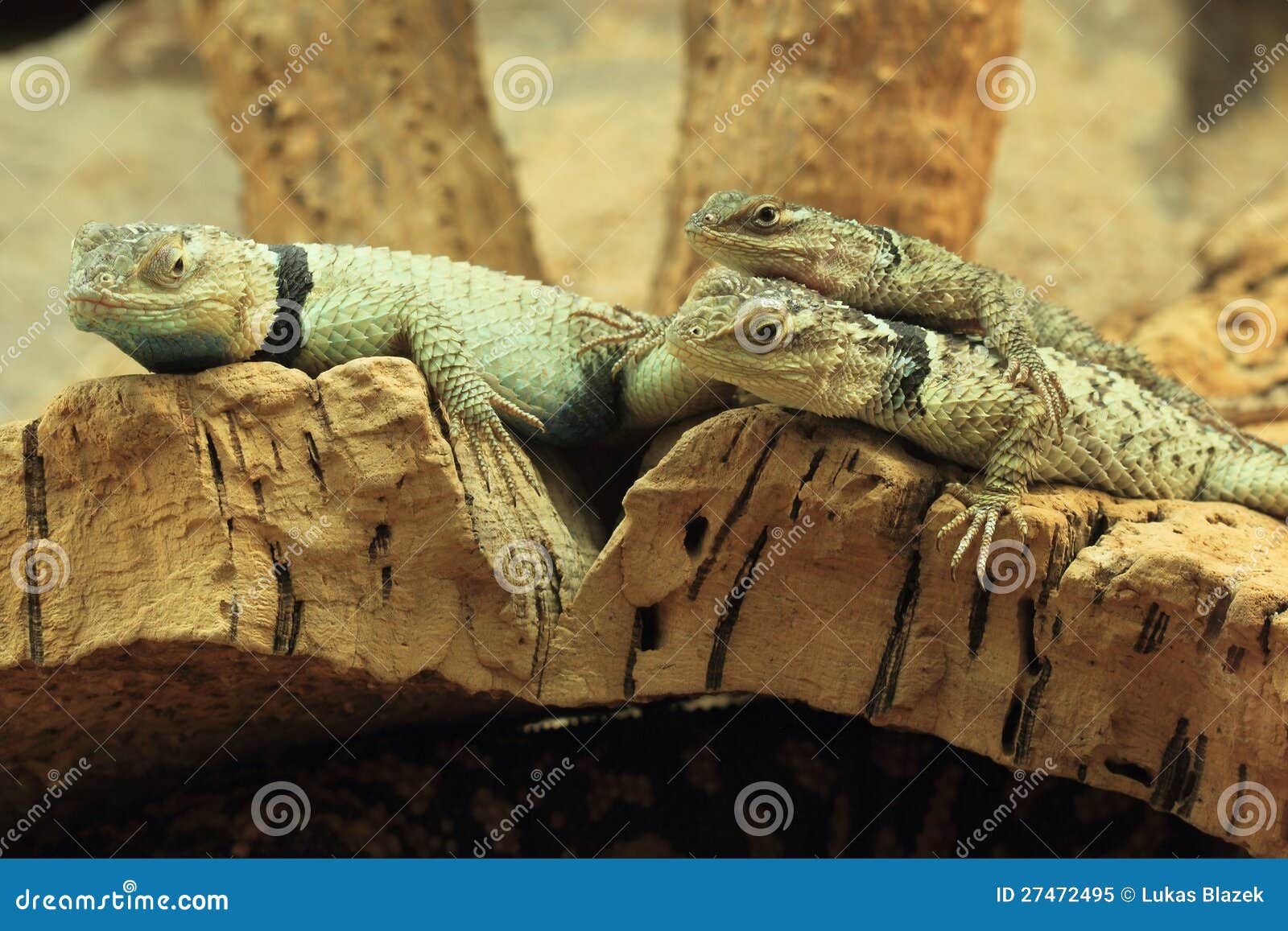 Blue Spiny Lizard Sceloporus Serrifer Cyanogenys Stock Photo ...