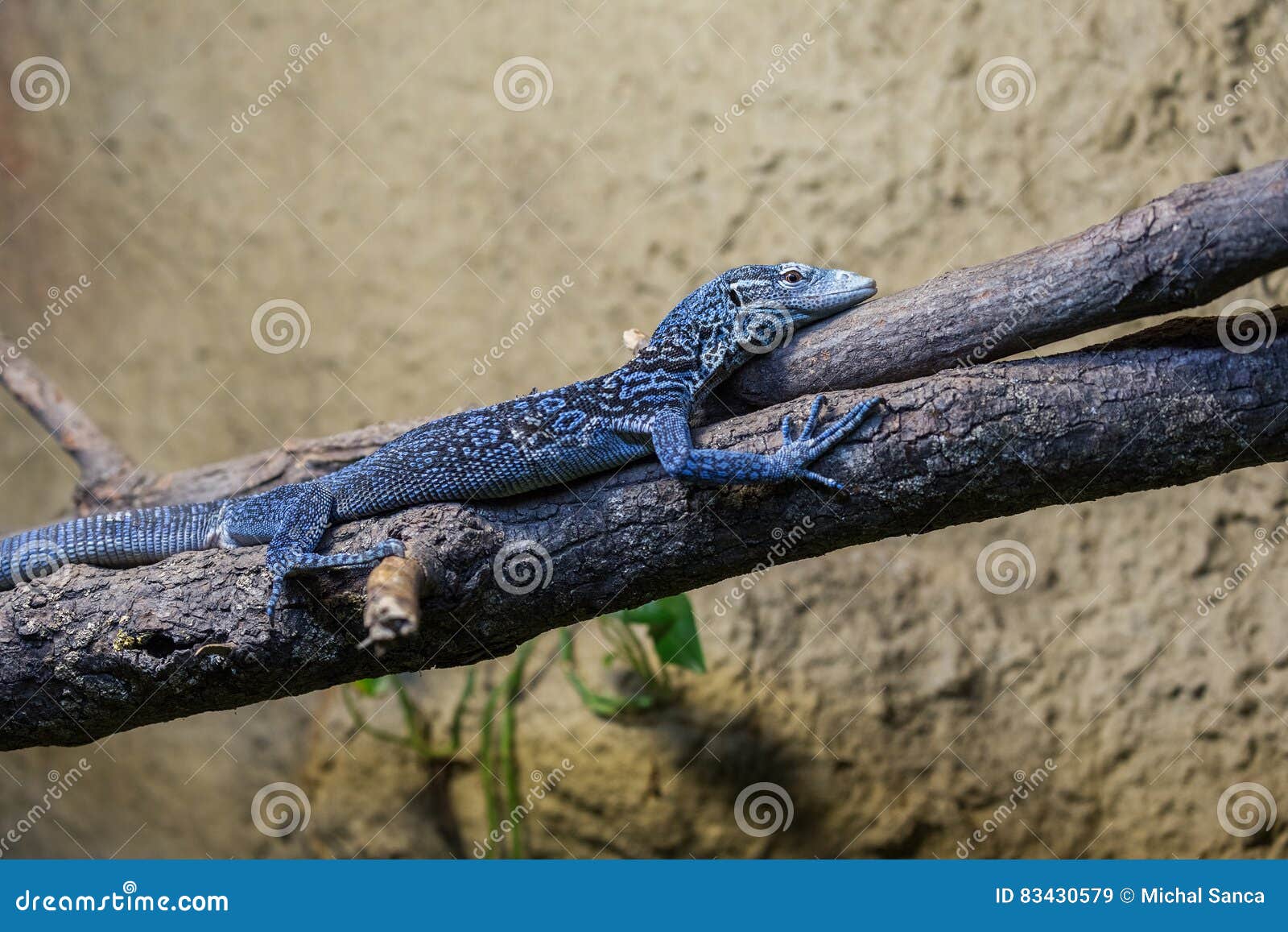 Blue Spiny Lizard Sceloporus Serrifer Cyanogenys Stock Photo ...