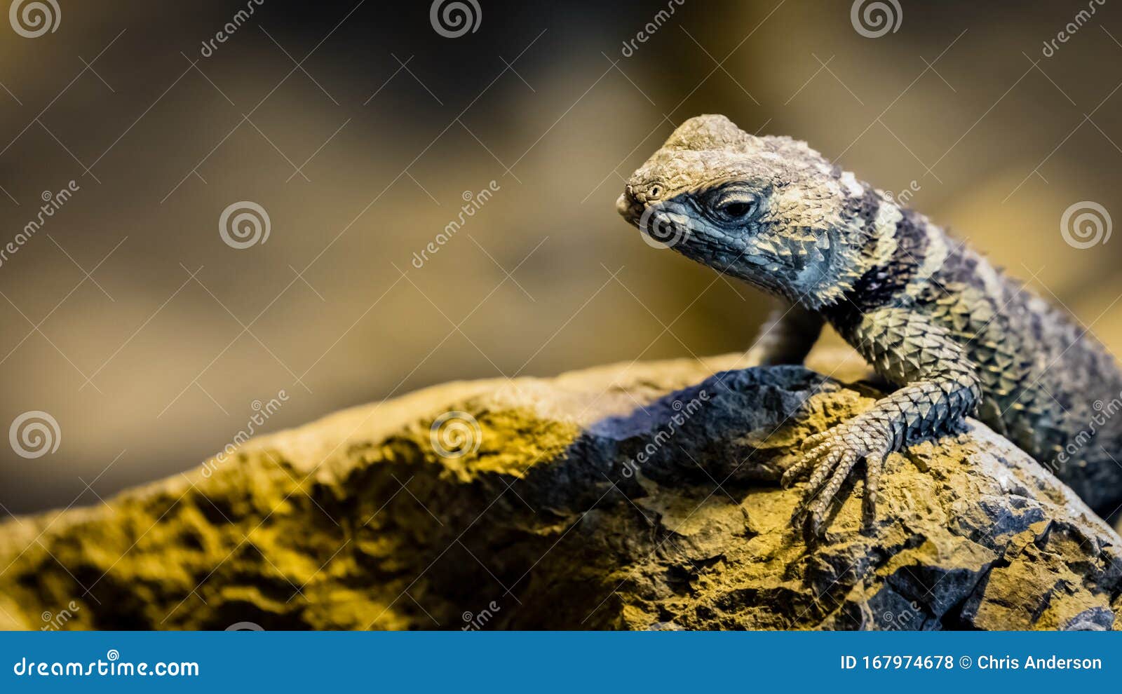 Blue Spiny Lizard Looks Cautiously Towards the Camera with Open Space ...