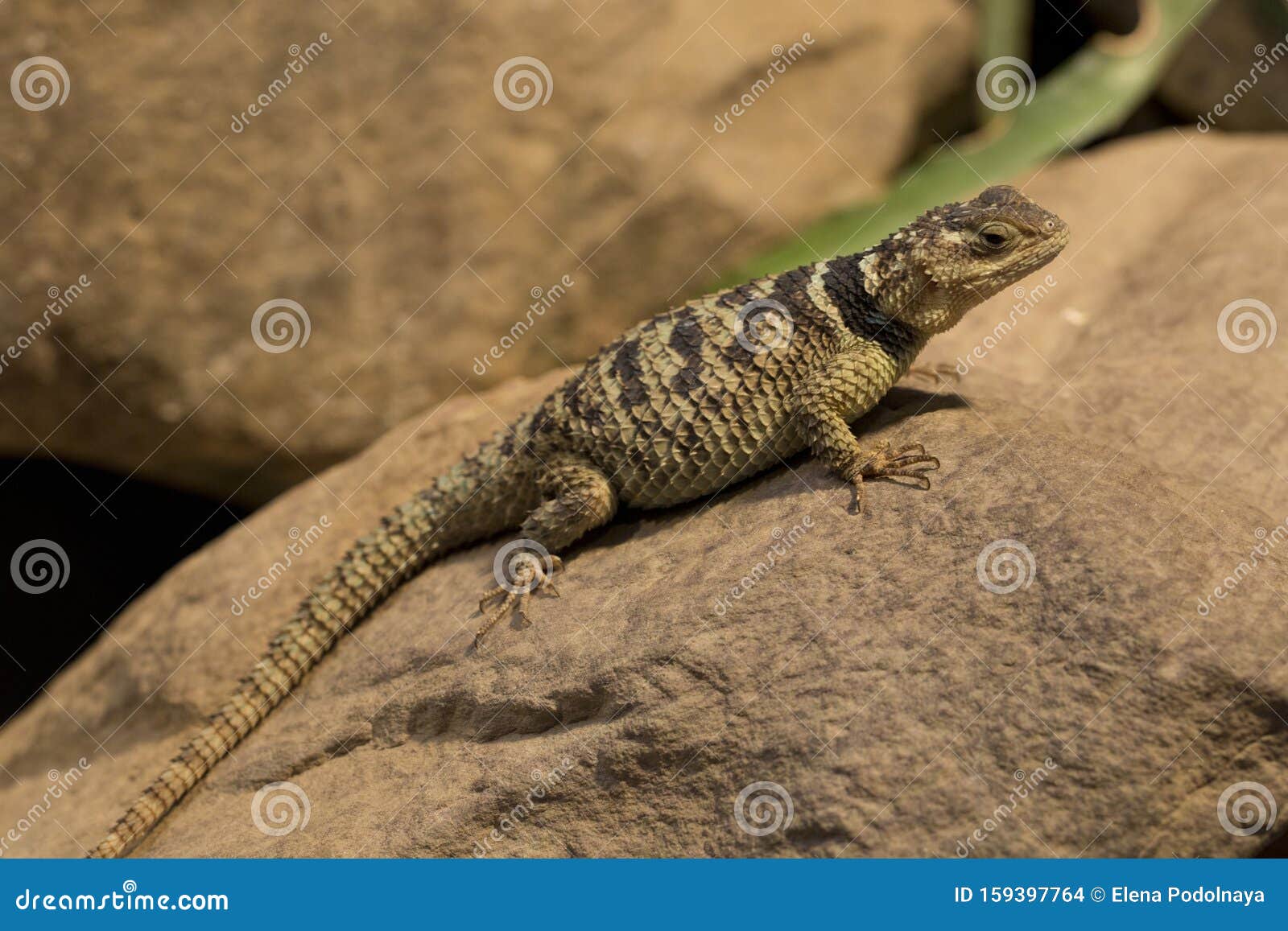 Blue Spiny Lizard Sceloporus Serrifer. Stock Photo - Image of closeup ...