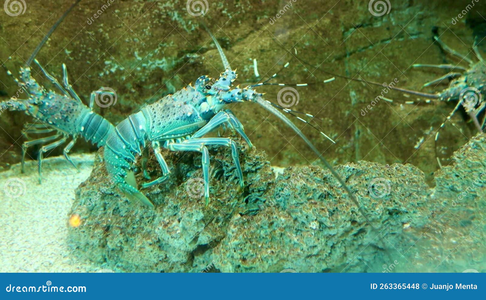 Blue Spiny Lobster in Aquatic Setting Stock Footage - Video of water ...