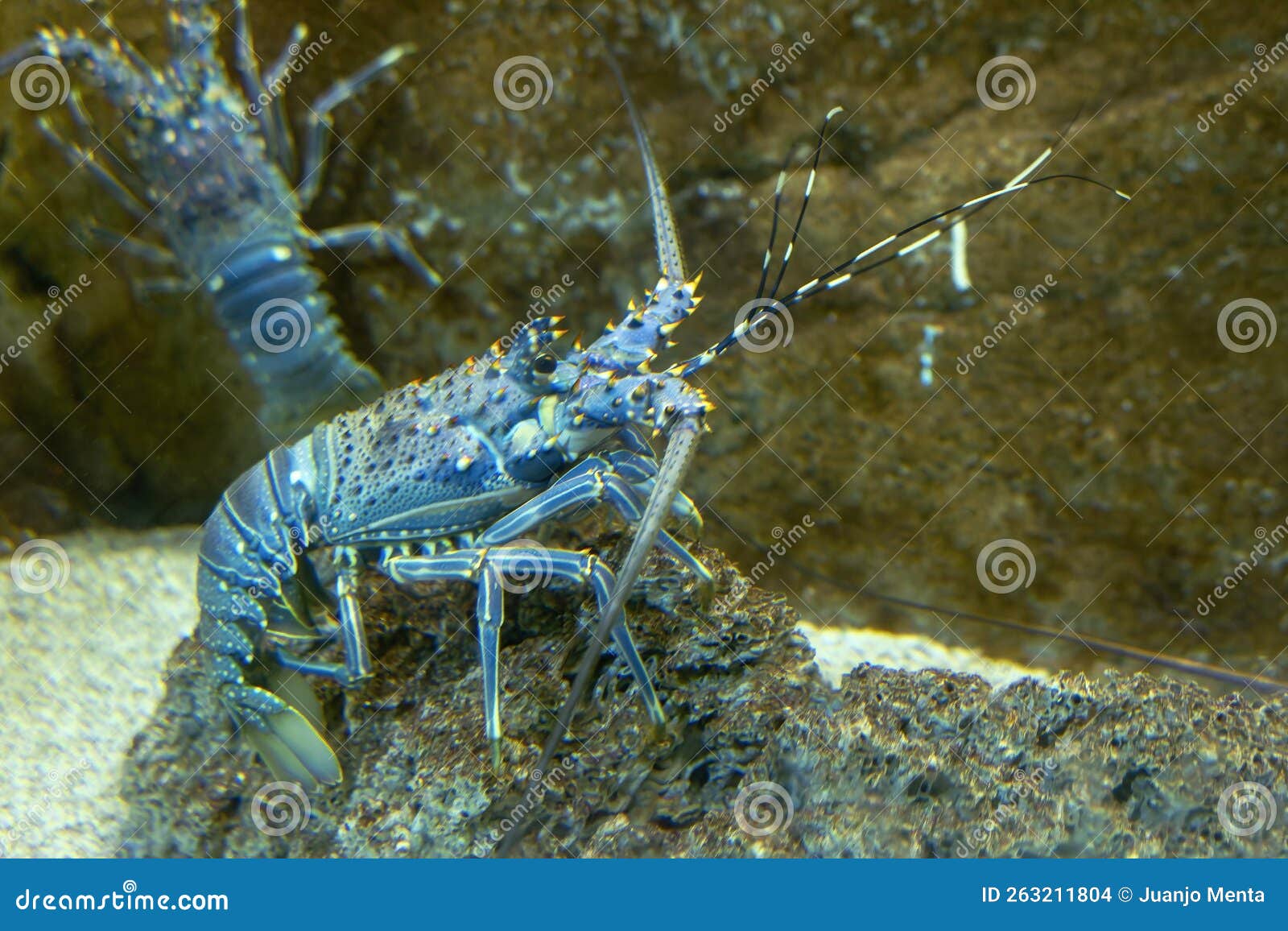 Blue Spiny Lobster in Aquatic Setting Stock Photo - Image of animal ...