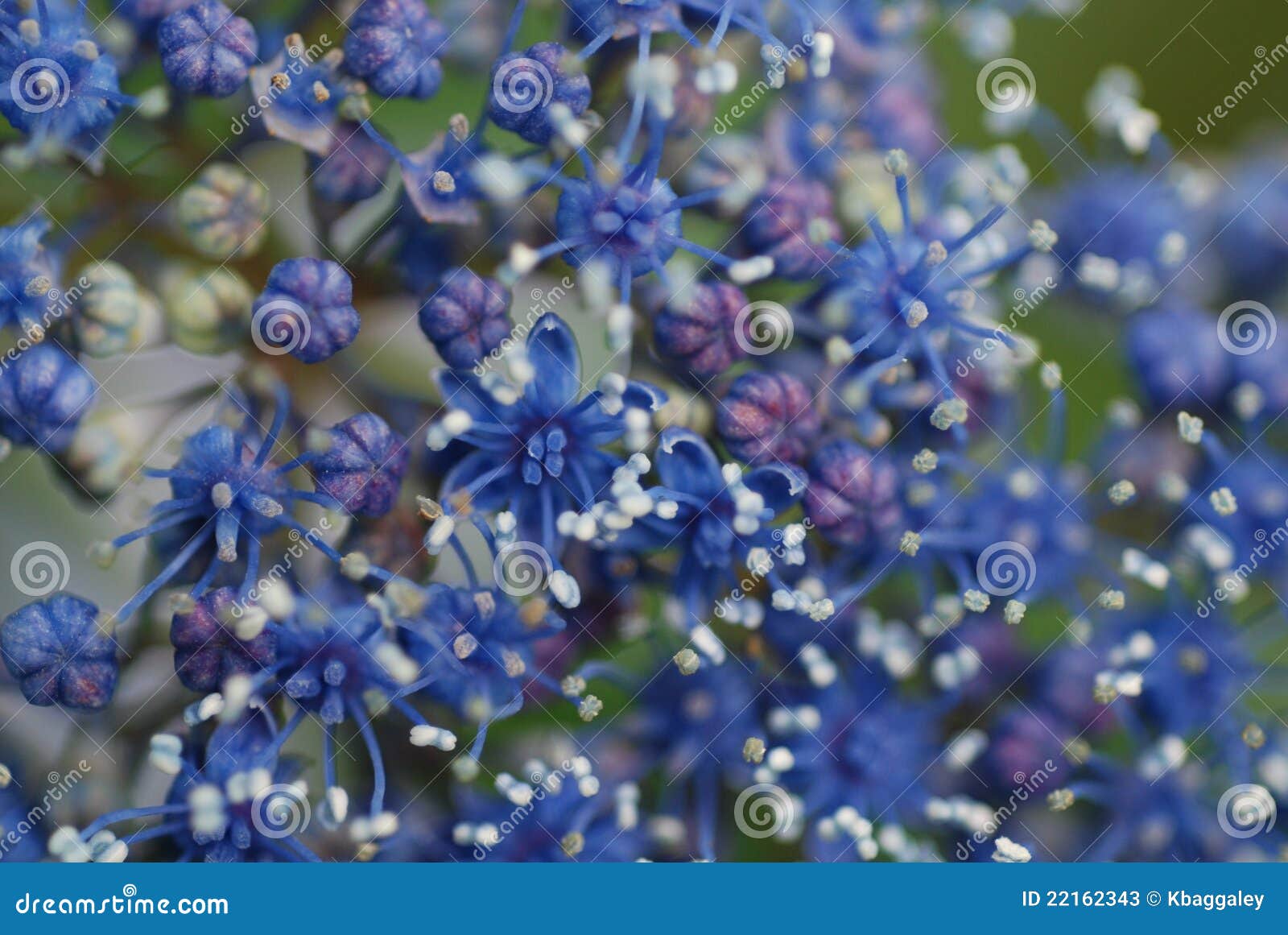 Blue spirea stock image. Image of macro, garden, stamen - 22162343