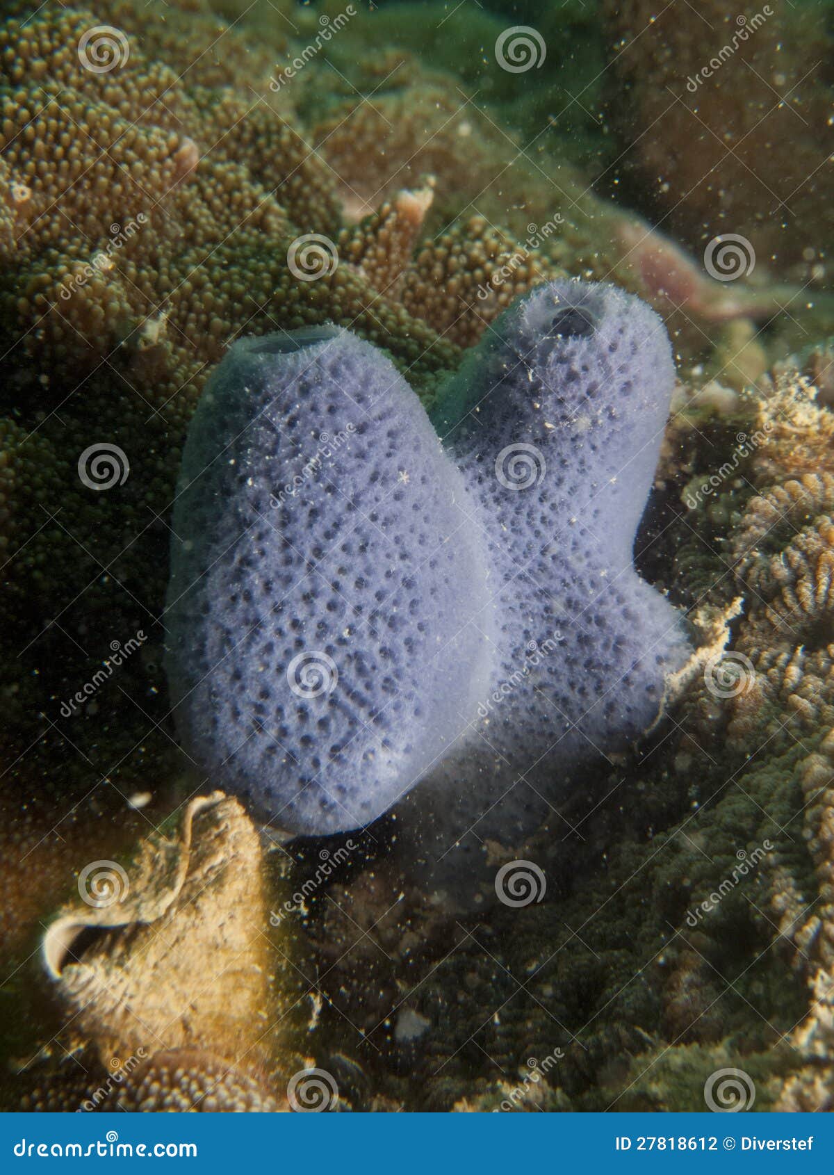 Blue Sponge Hanging On A Hook Royalty-Free Stock Photography ...