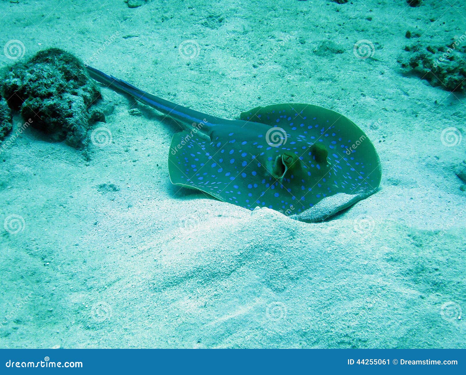 Blue spot sting ray stock image. Image of redang, dive - 44255061