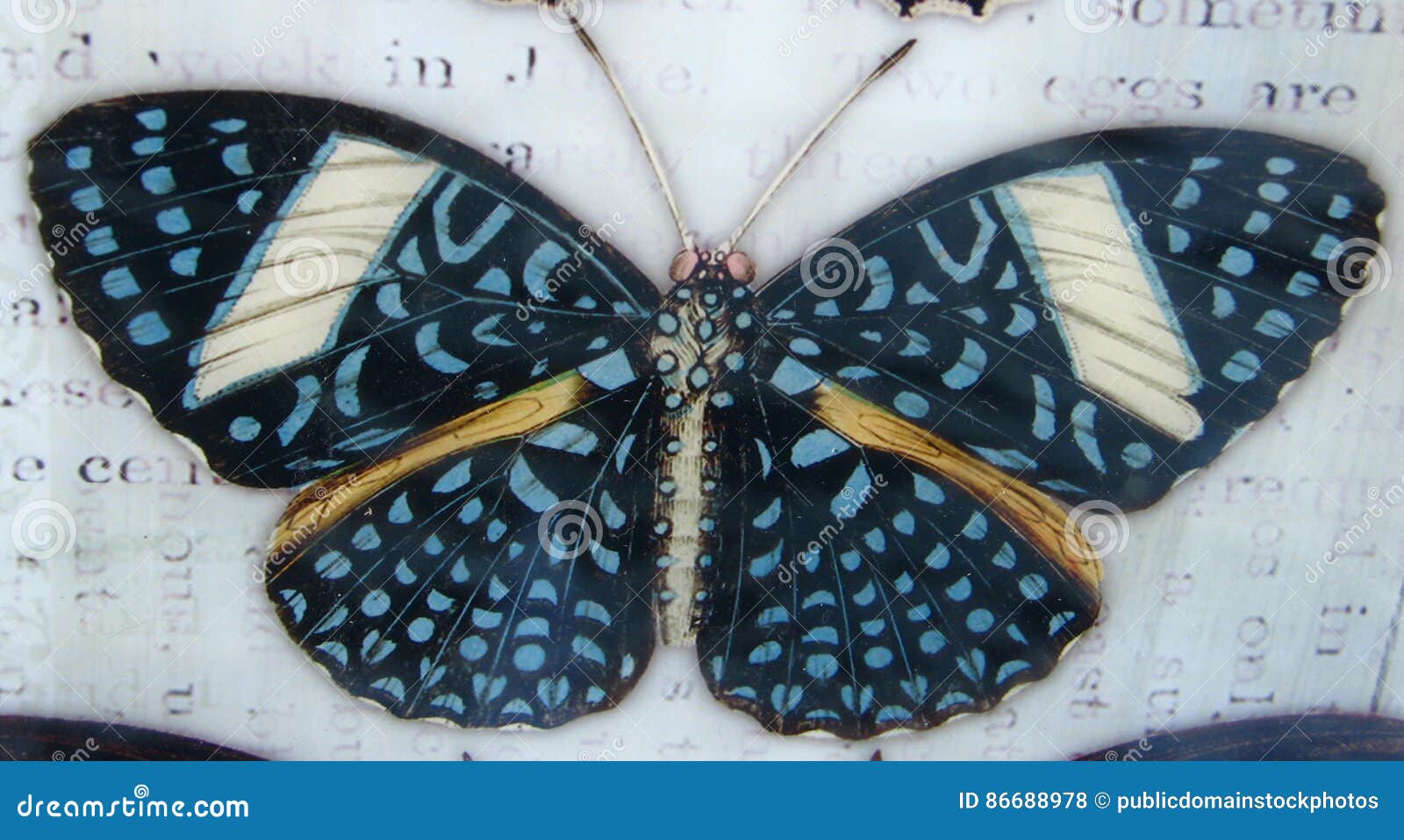 Blue-spotted Butterfly Picture. Image: 86688978