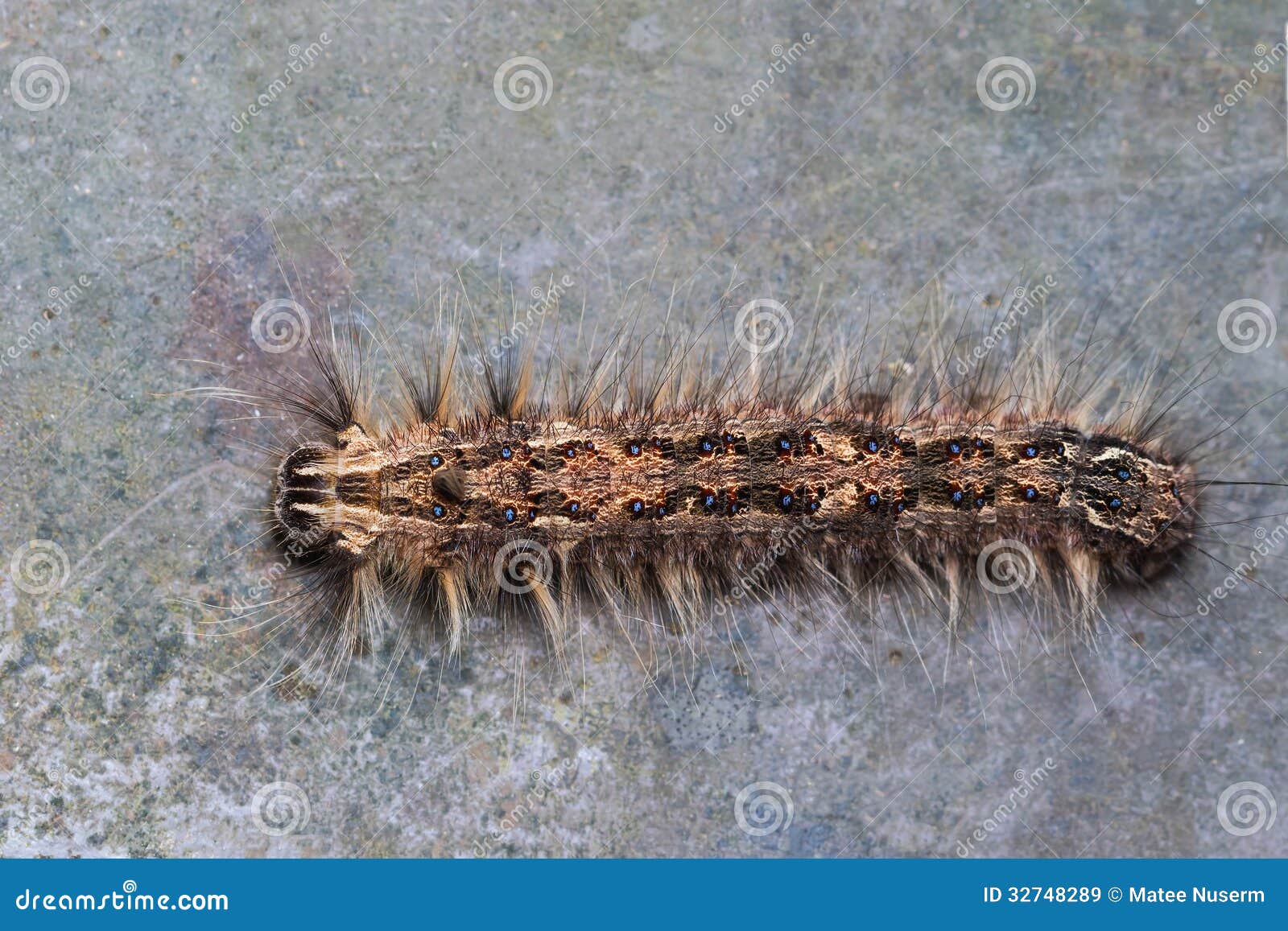 Blue spotted caterpillar stock image. Image of atemeles - 32748289