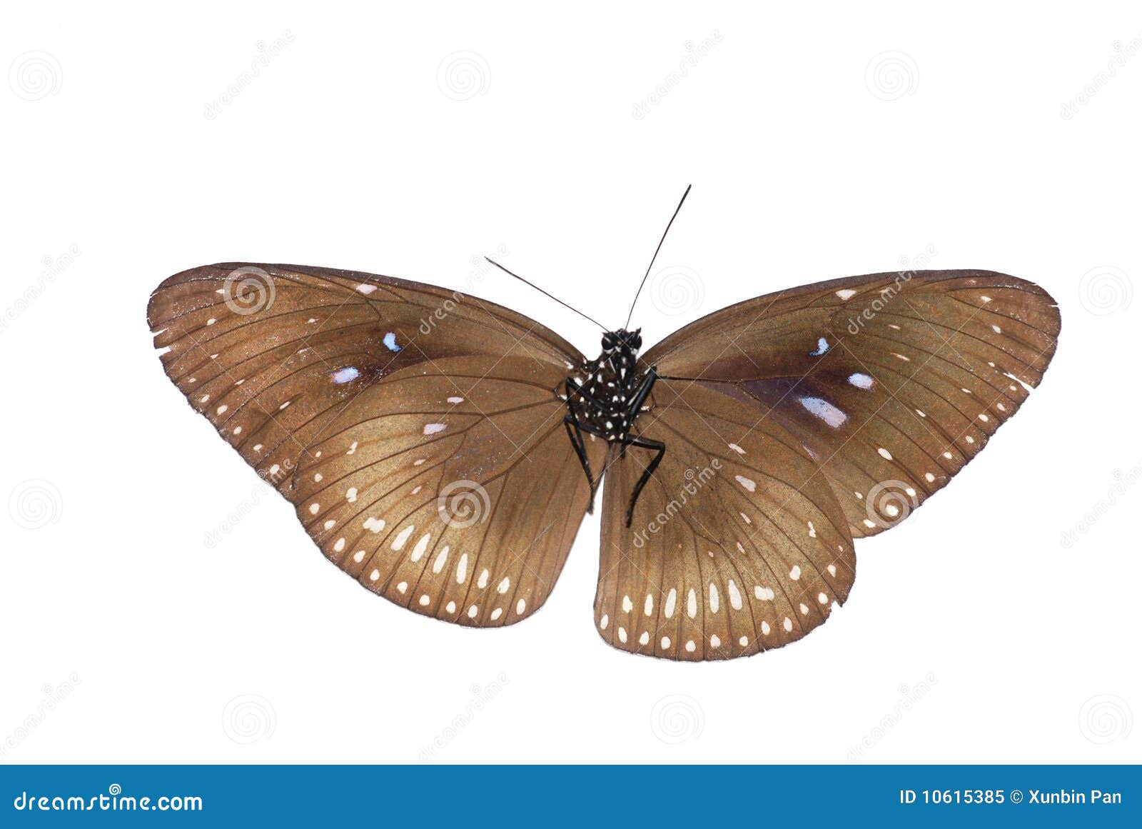 Blue-spotted Crow Butterfly Stock Image - Image of attractive, flowers ...