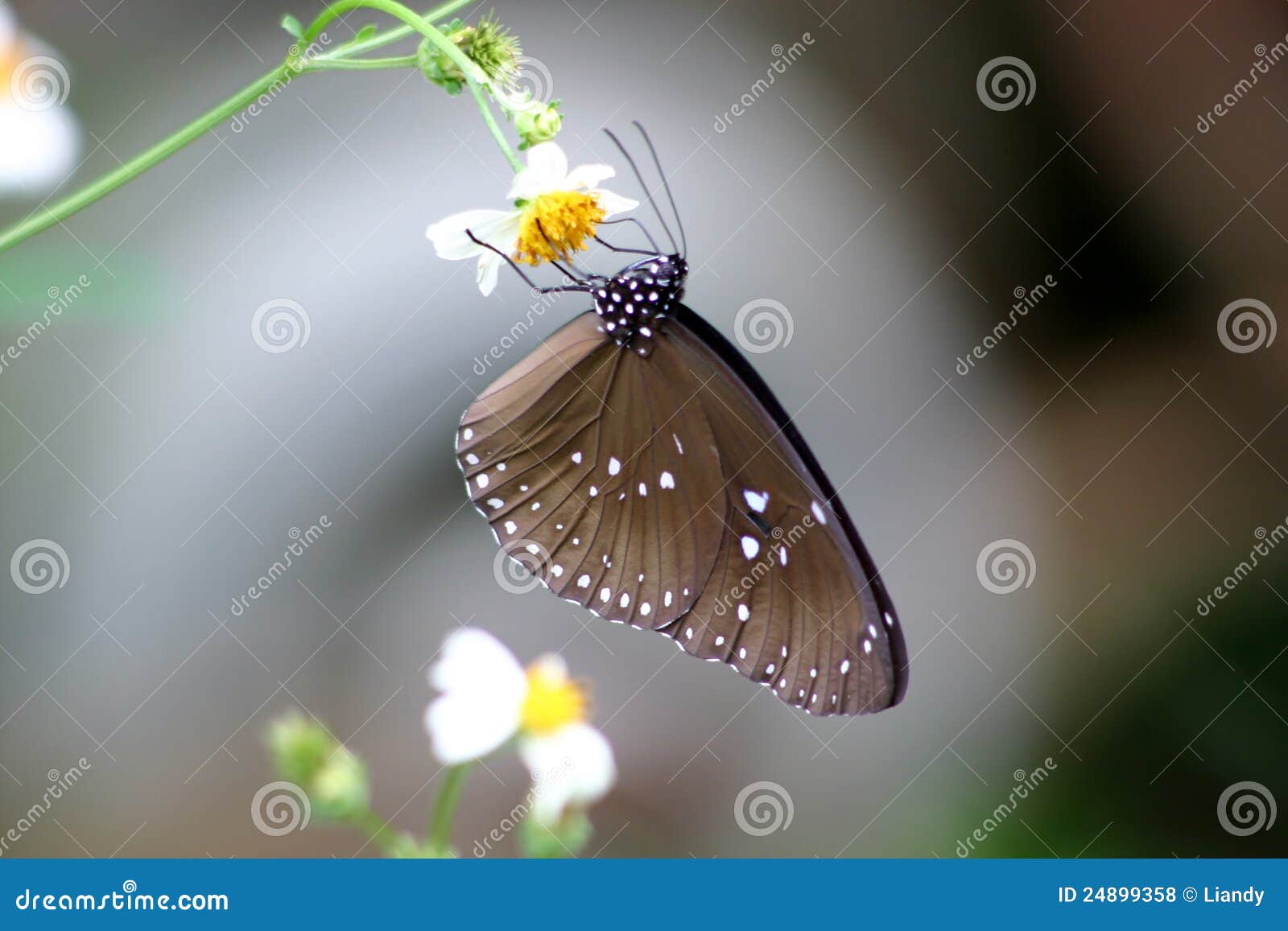 Blue-Spotted Crow Butterfly Stock Photo - Image of crosspollination ...