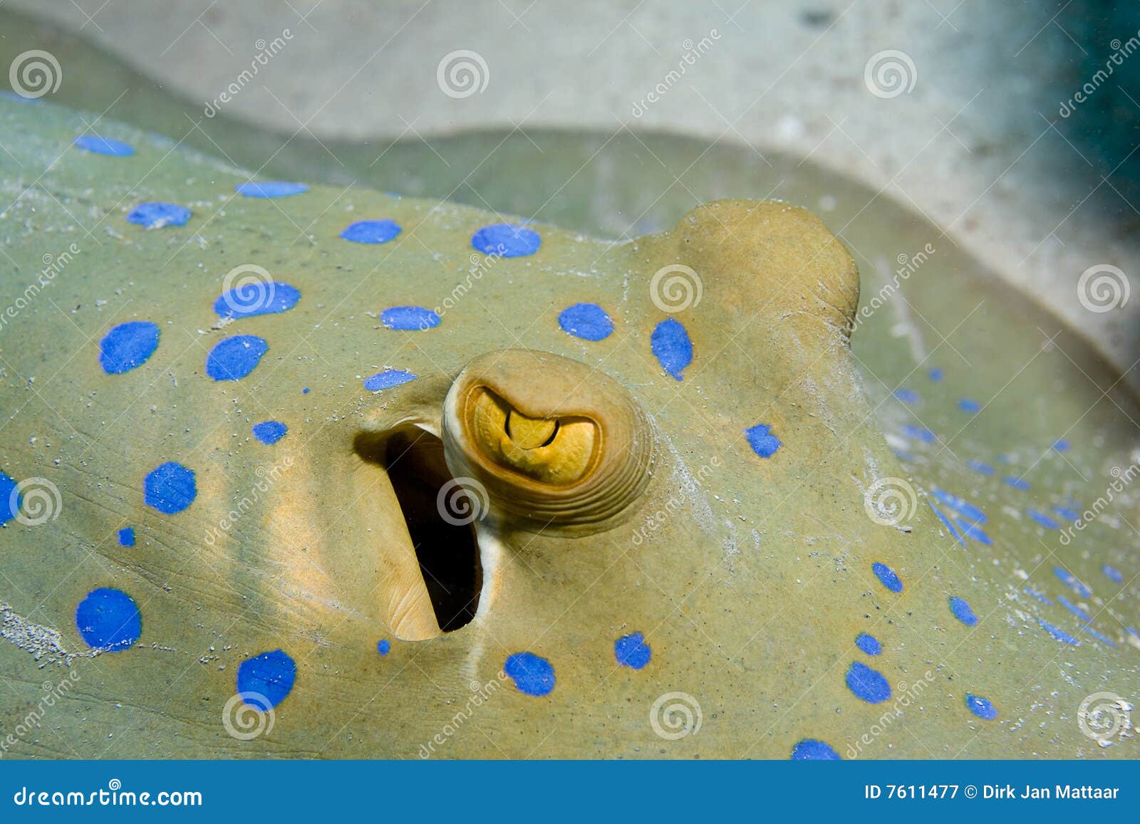 Blue Spotted Eagle Ray stock image. Image of stingray - 7611477