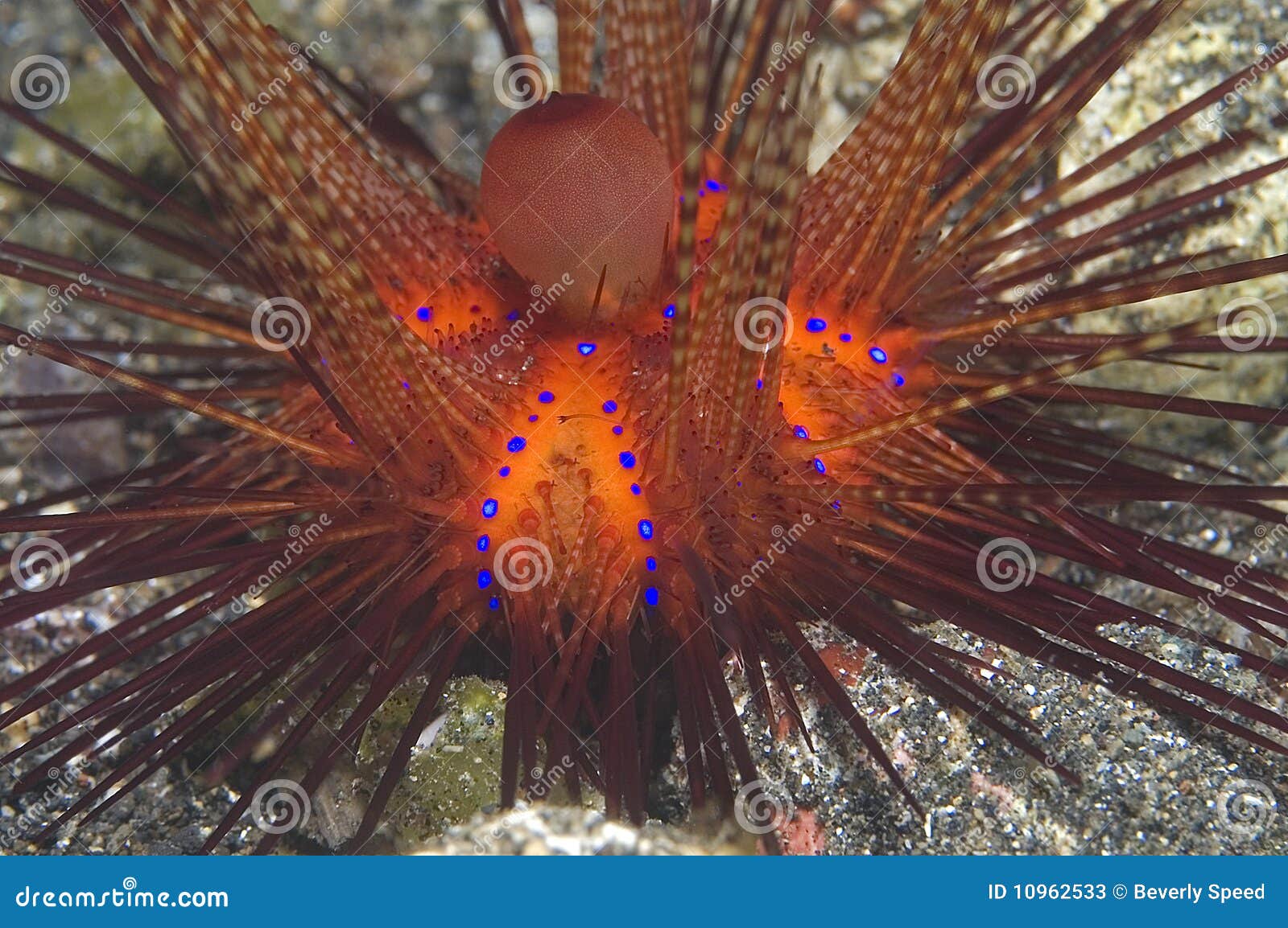 Blue Spotted Milkweed Butterfly Or Danainae Or Milkweed Butterfly ...