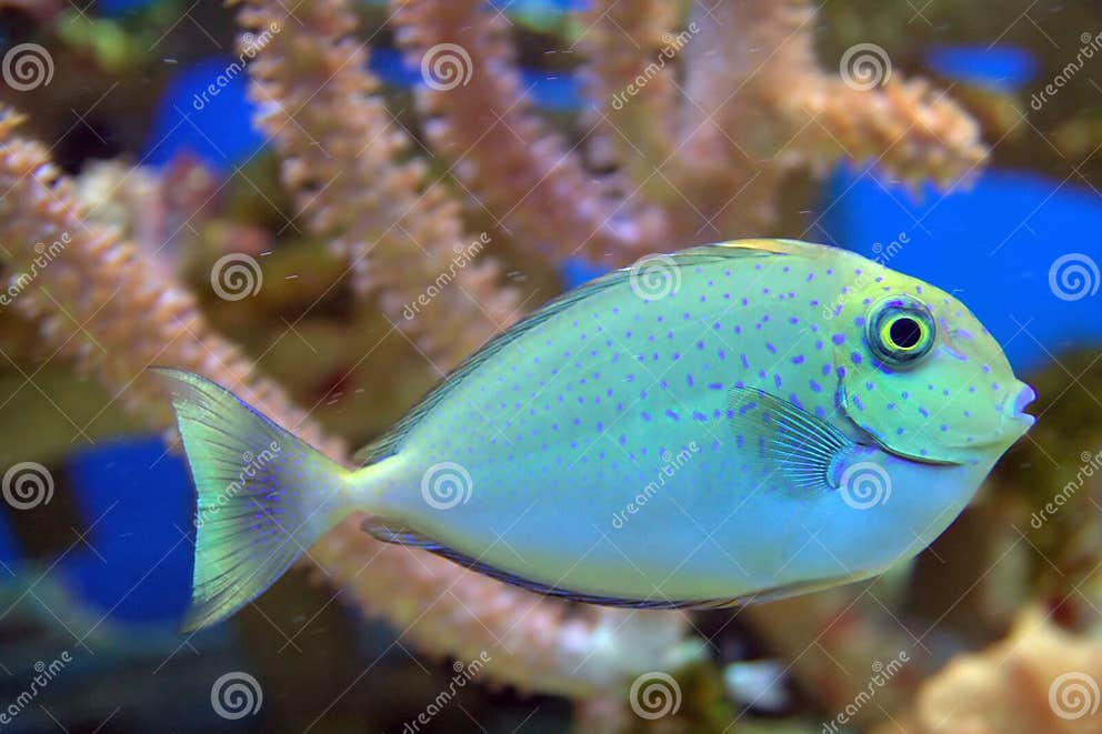 Blue Spotted Fish stock photo. Image of tropical, diving - 10726002