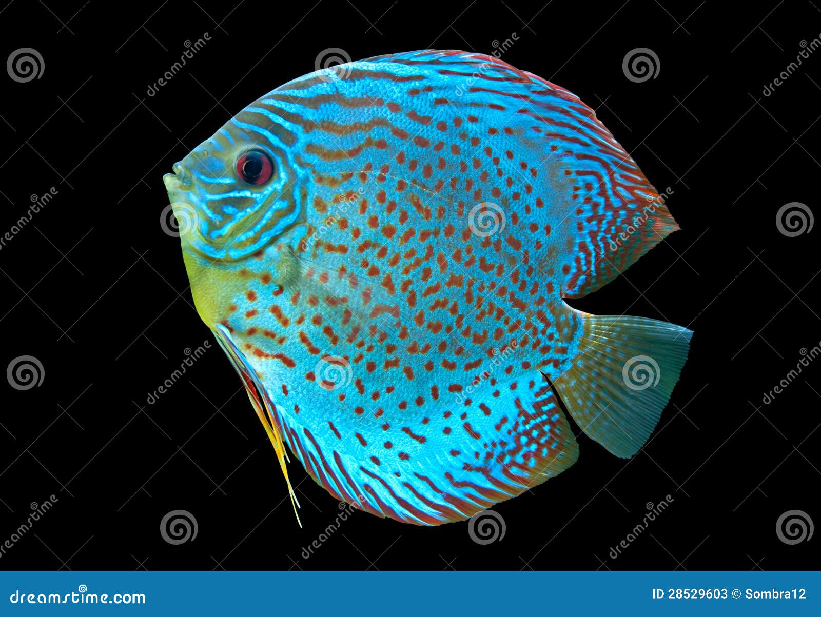 Blue spotted fish Discus stock image. Image of single - 28529603