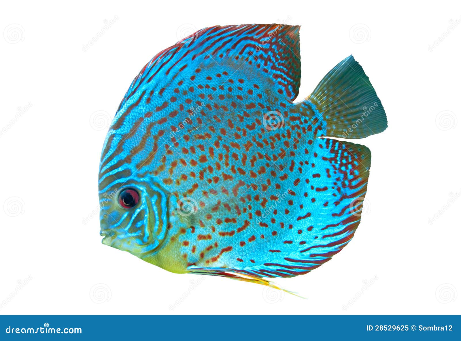 Blue spotted fish Discus stock image. Image of reef, beauty - 28529625