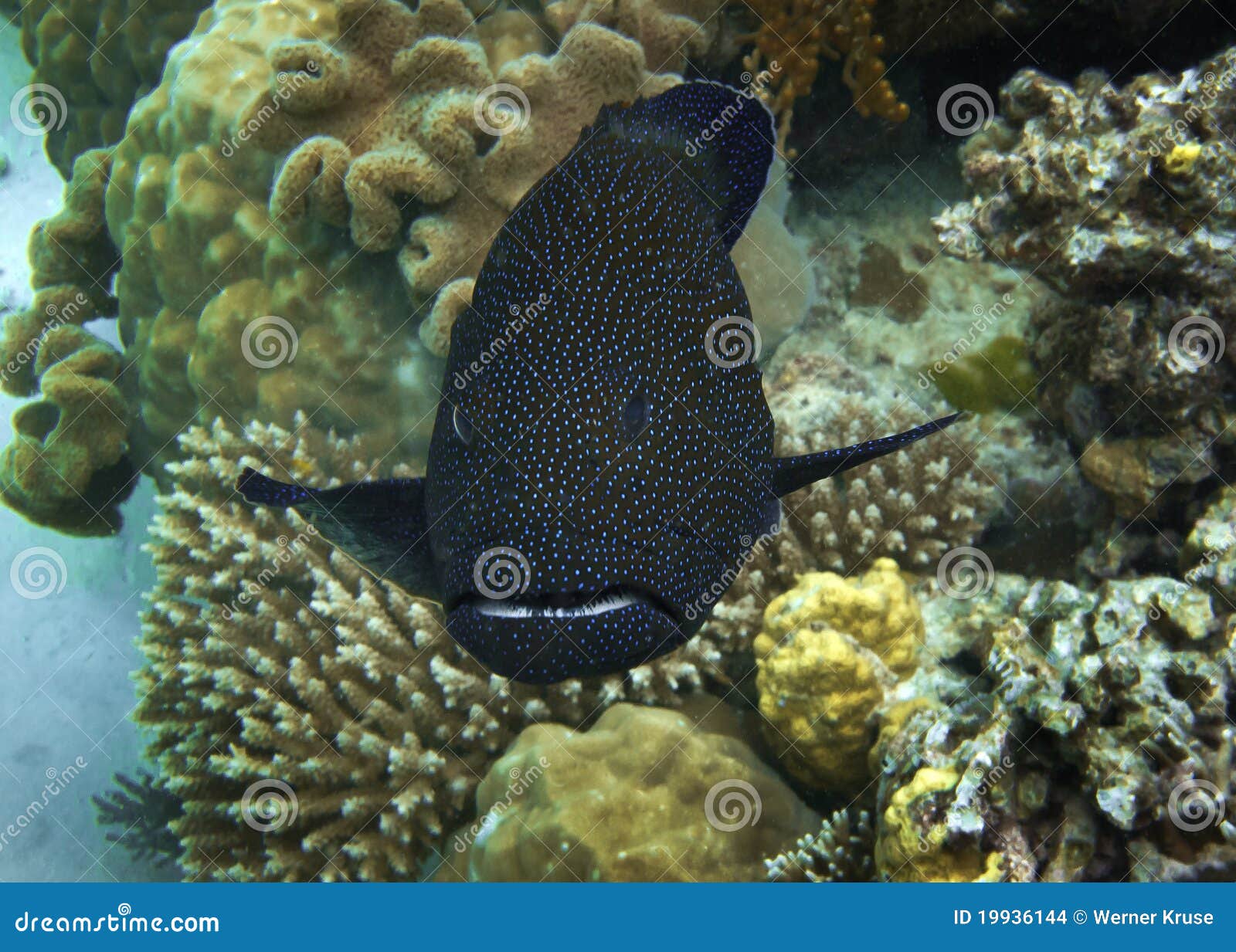 Spotted Rockcod Stock Photos - Free & Royalty-Free Stock Photos from ...